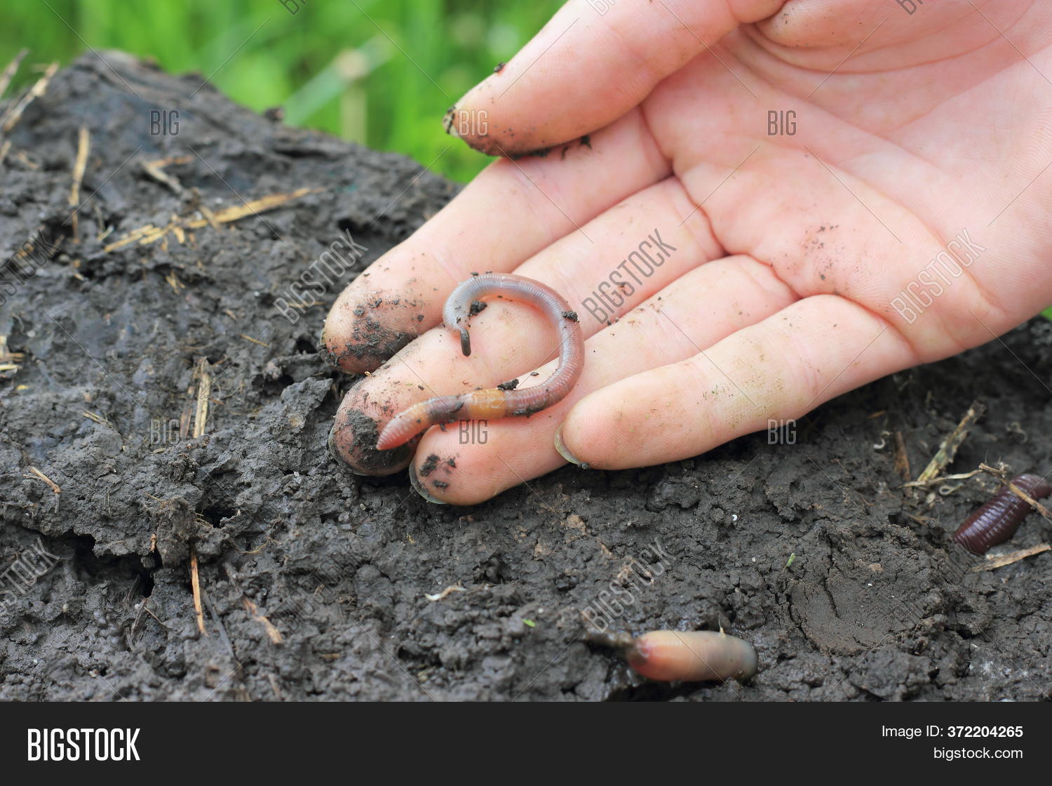 California Worms On Image & Photo (Free Trial) | Bigstock
