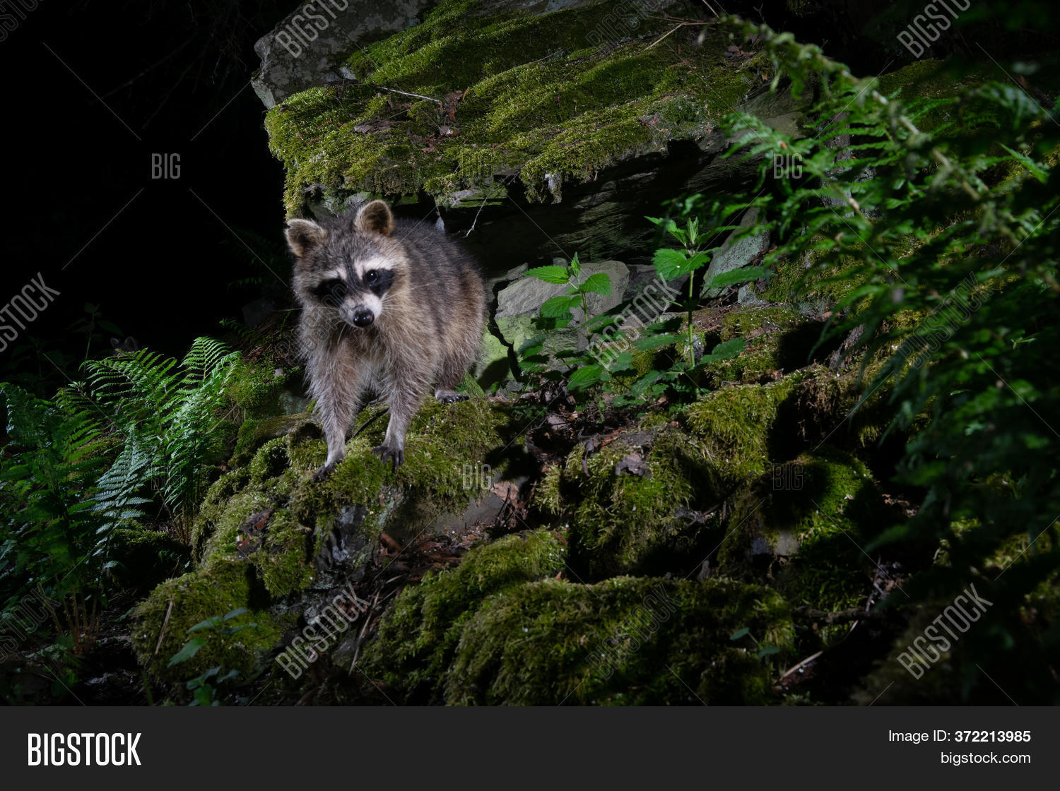 Raccoon Beautiful Image & Photo (Free Trial) | Bigstock