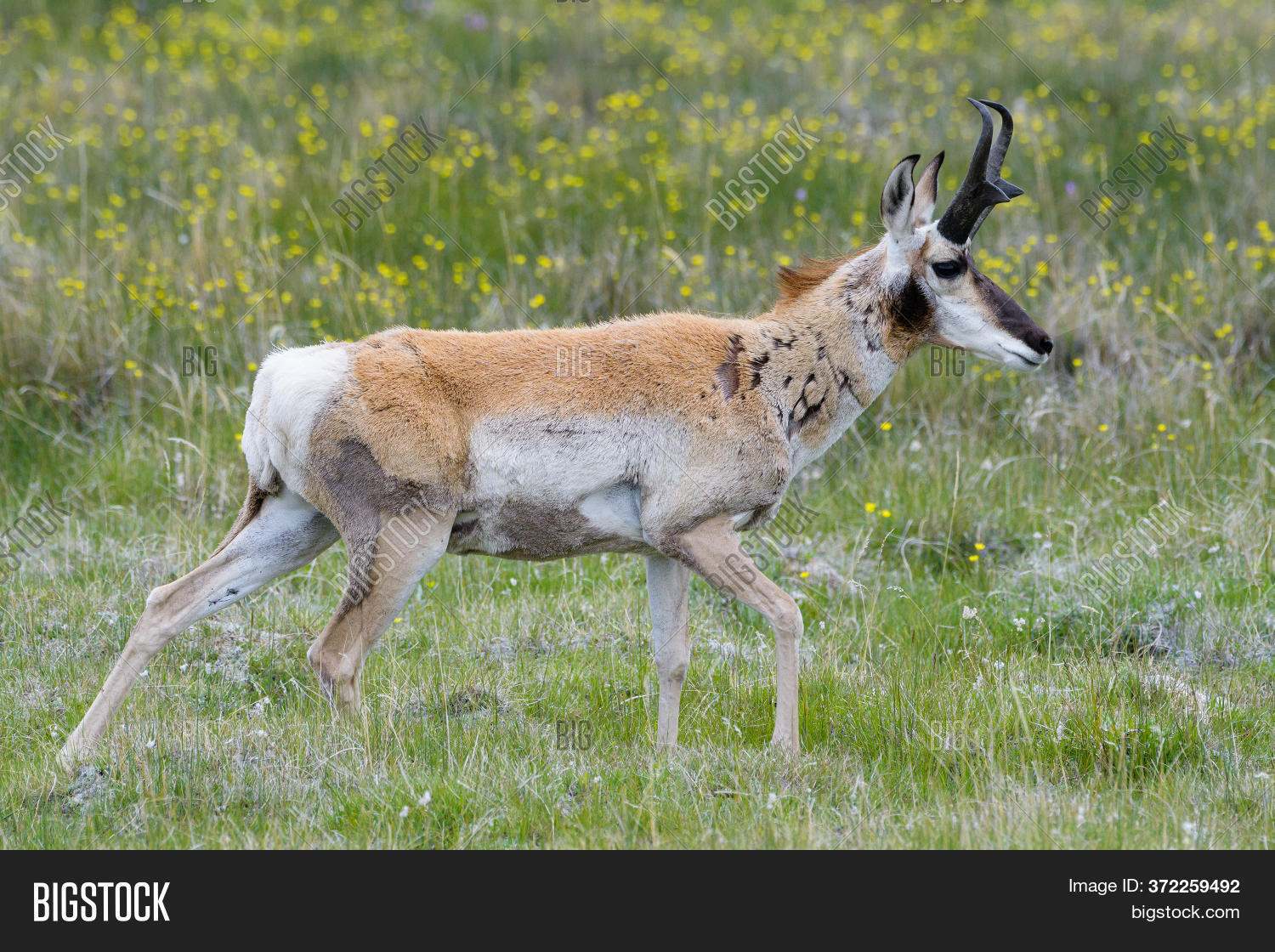 Migrating Pronghorn Image & Photo (Free Trial) | Bigstock