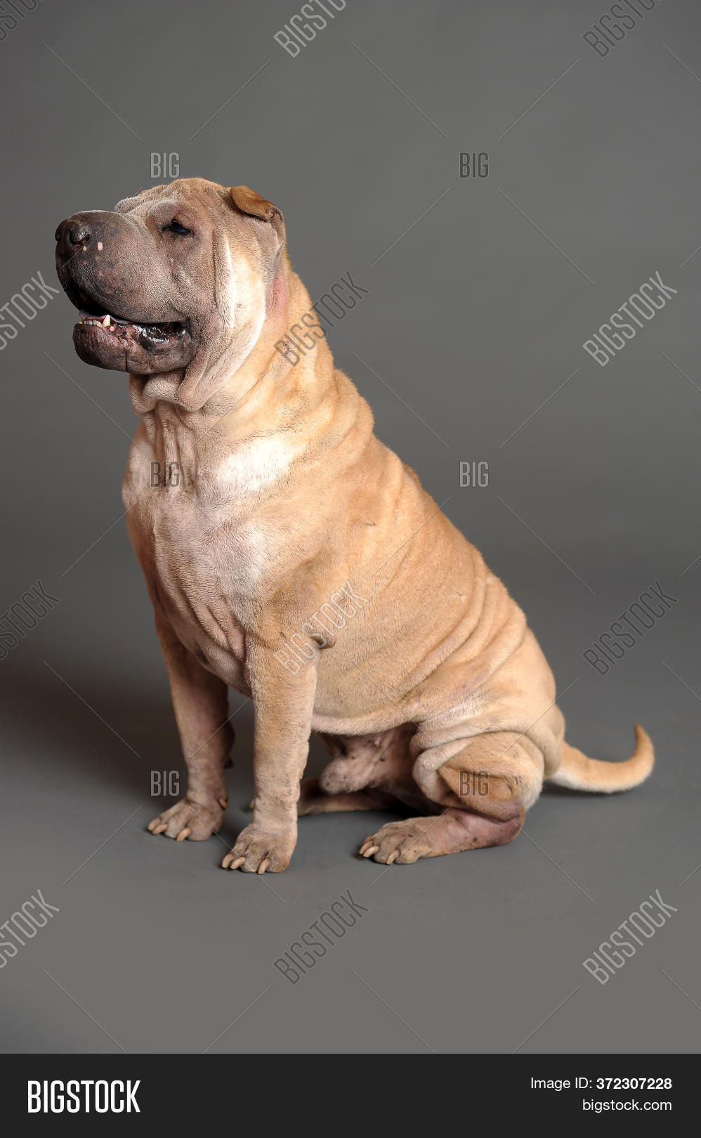 Chinese Shar Pei Dog Image & Photo (Free Trial) | Bigstock