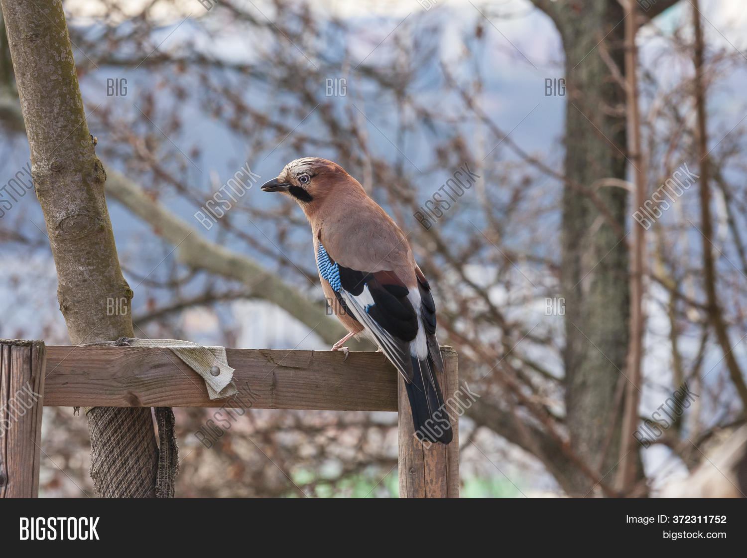 Garrulus Glandarius - Image & Photo (Free Trial) | Bigstock