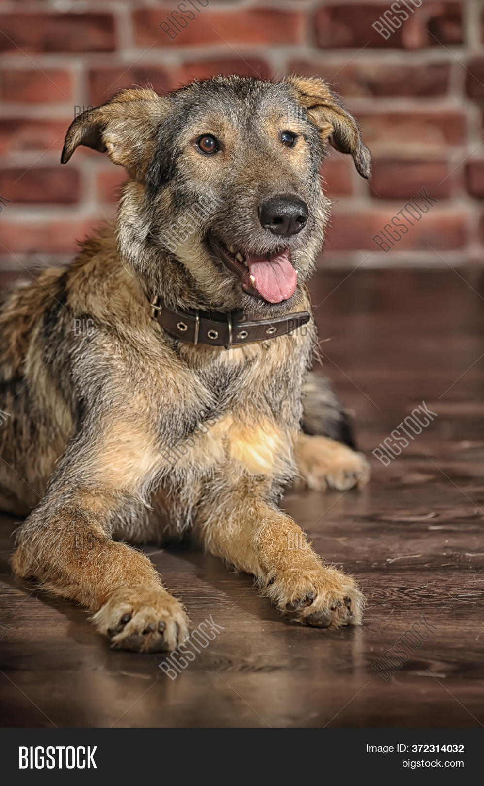 Brown Mongrel, Pooch Image & Photo (Free Trial) | Bigstock