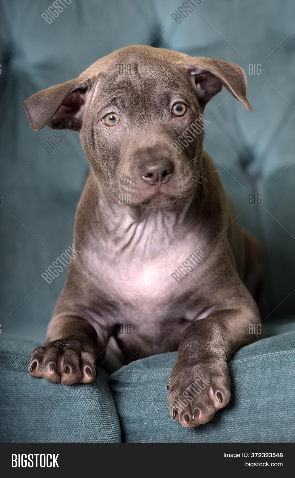 Thai Gray Ridgeback Image & Photo (Free Trial) | Bigstock