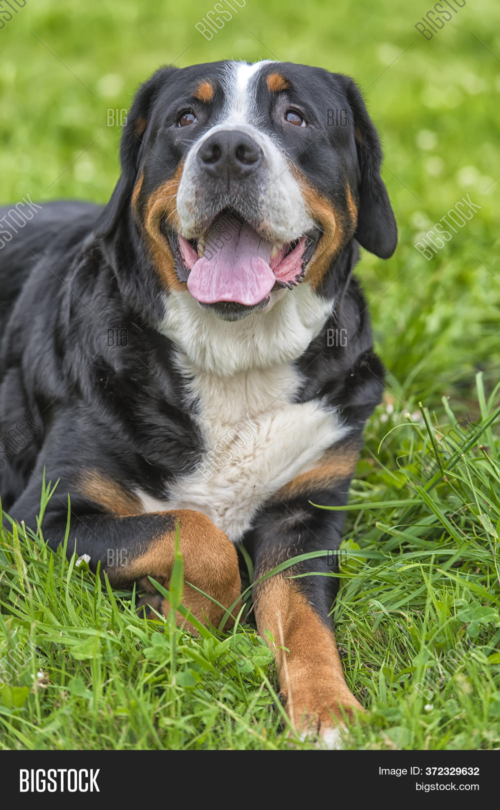 Grosser Schweizer Image & Photo (Free Trial) | Bigstock