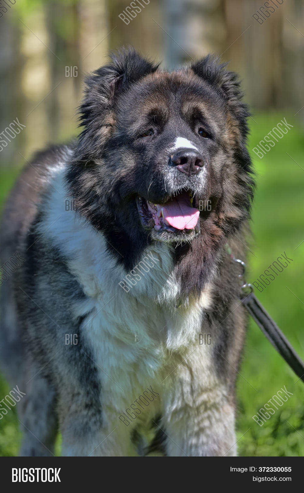 Big Caucasian Ovcharka