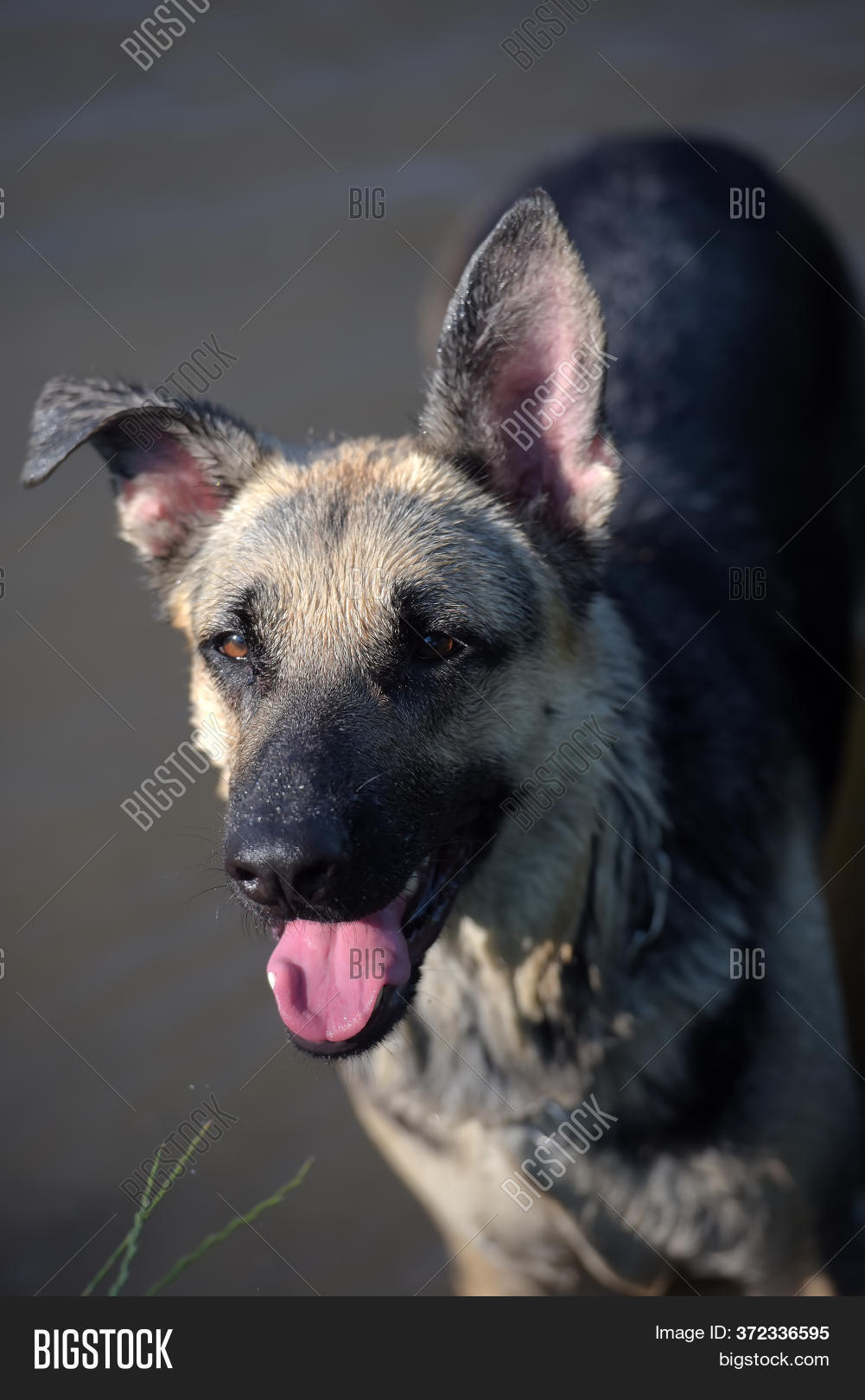 Eastern European Image & Photo (Free Trial) | Bigstock