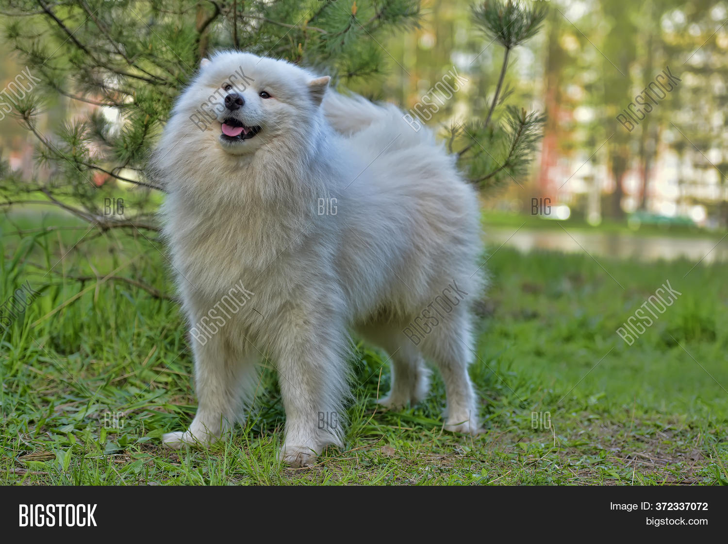 Samoyed Summer Image & Photo (Free Trial) | Bigstock