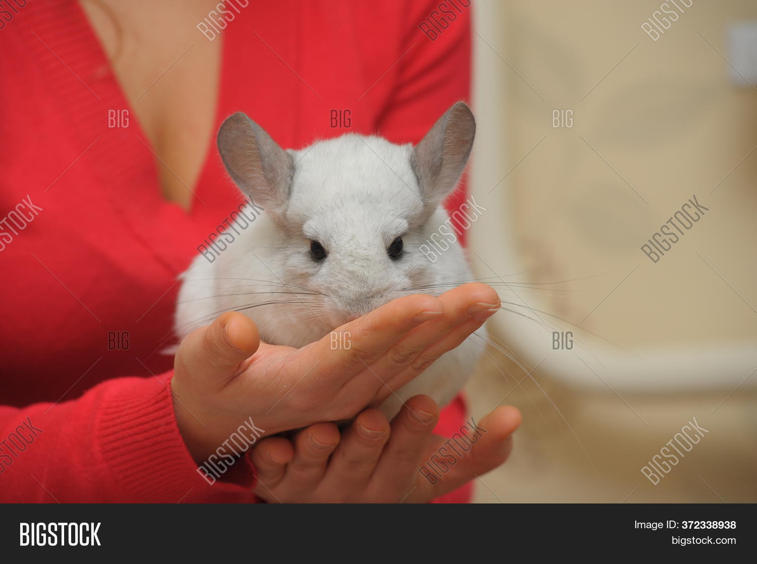White Chinchilla On Image & Photo (Free Trial) | Bigstock