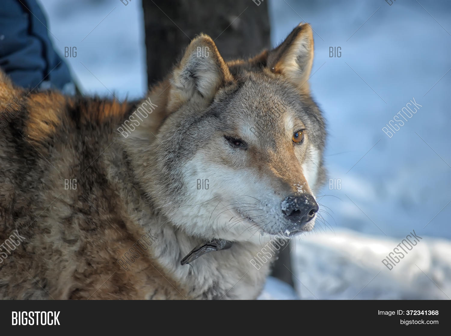 One-eyed Gray Wolf Image & Photo (Free Trial) | Bigstock