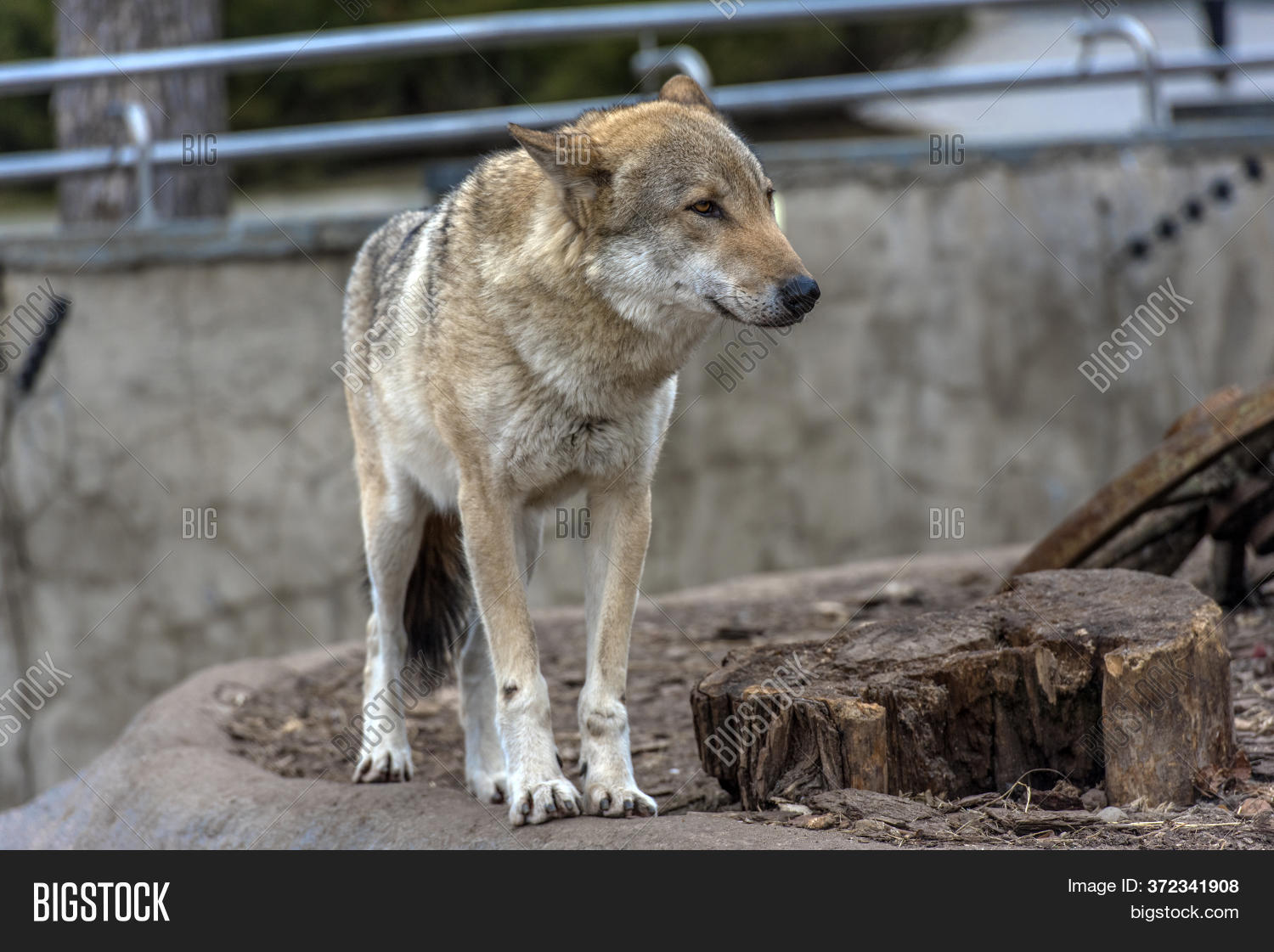 Wolves Zoo Image & Photo (Free Trial) | Bigstock