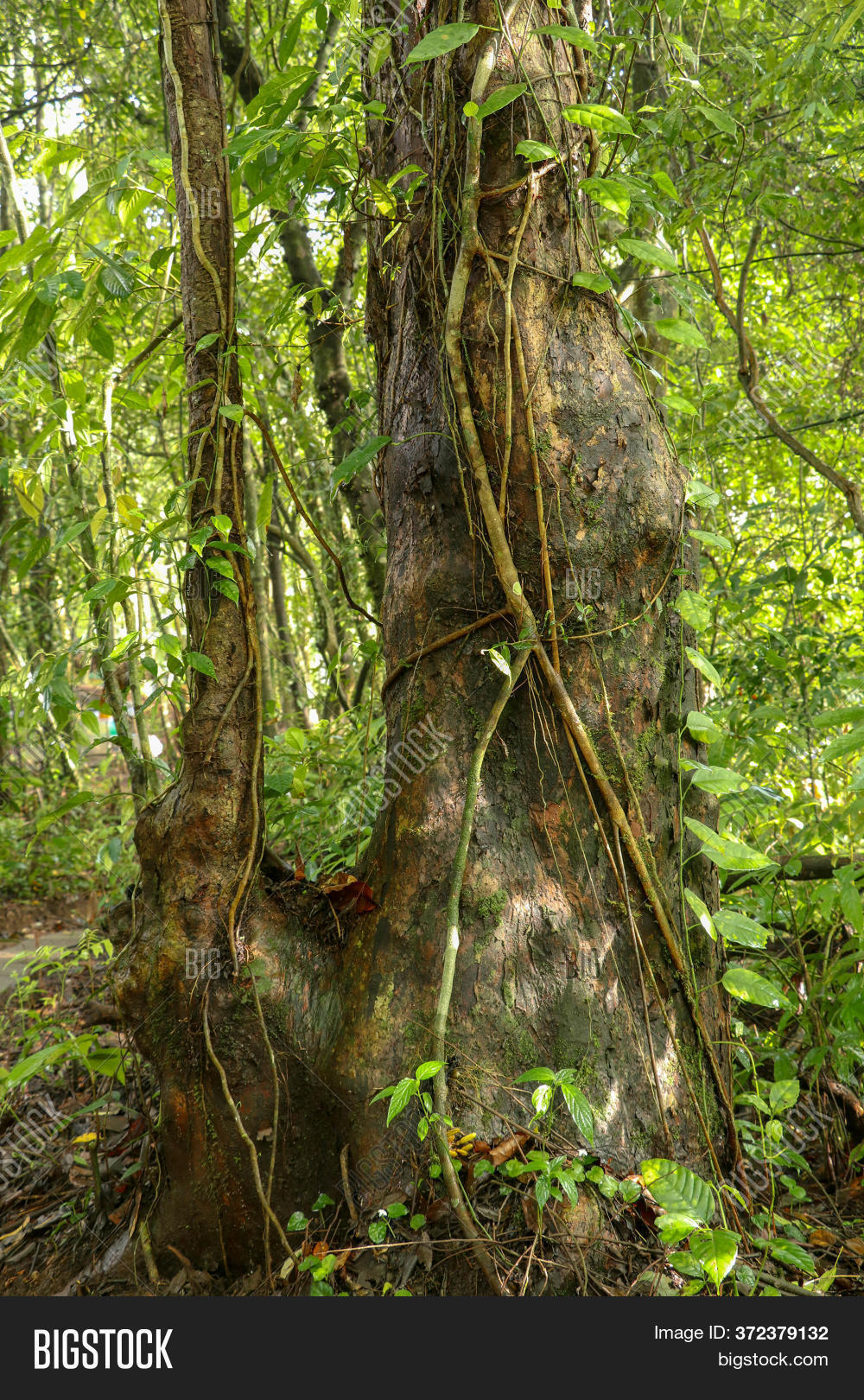 Big Tree Asian Image & Photo (Free Trial) | Bigstock