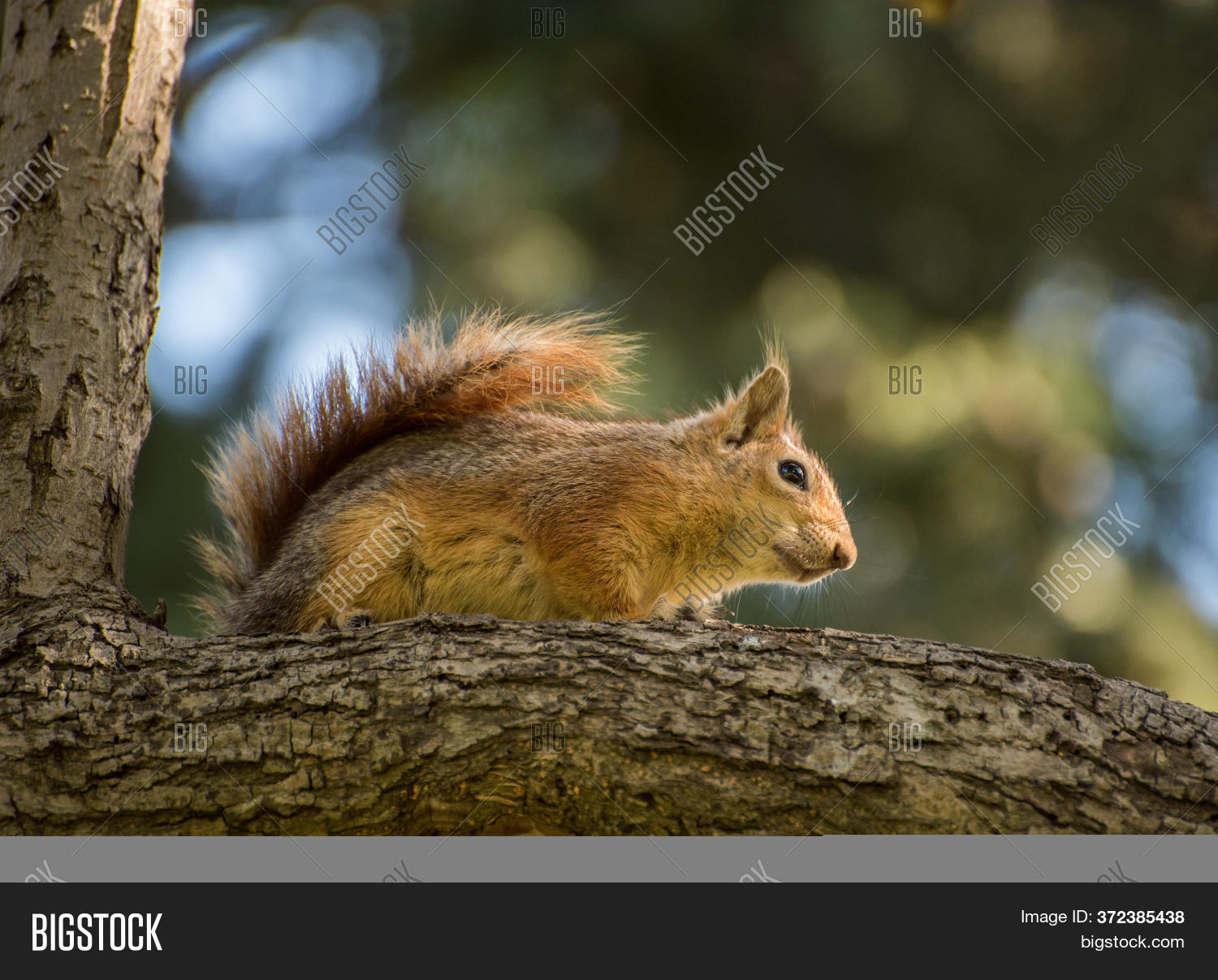 Squirrel Sit On Tree. Image & Photo (Free Trial) | Bigstock
