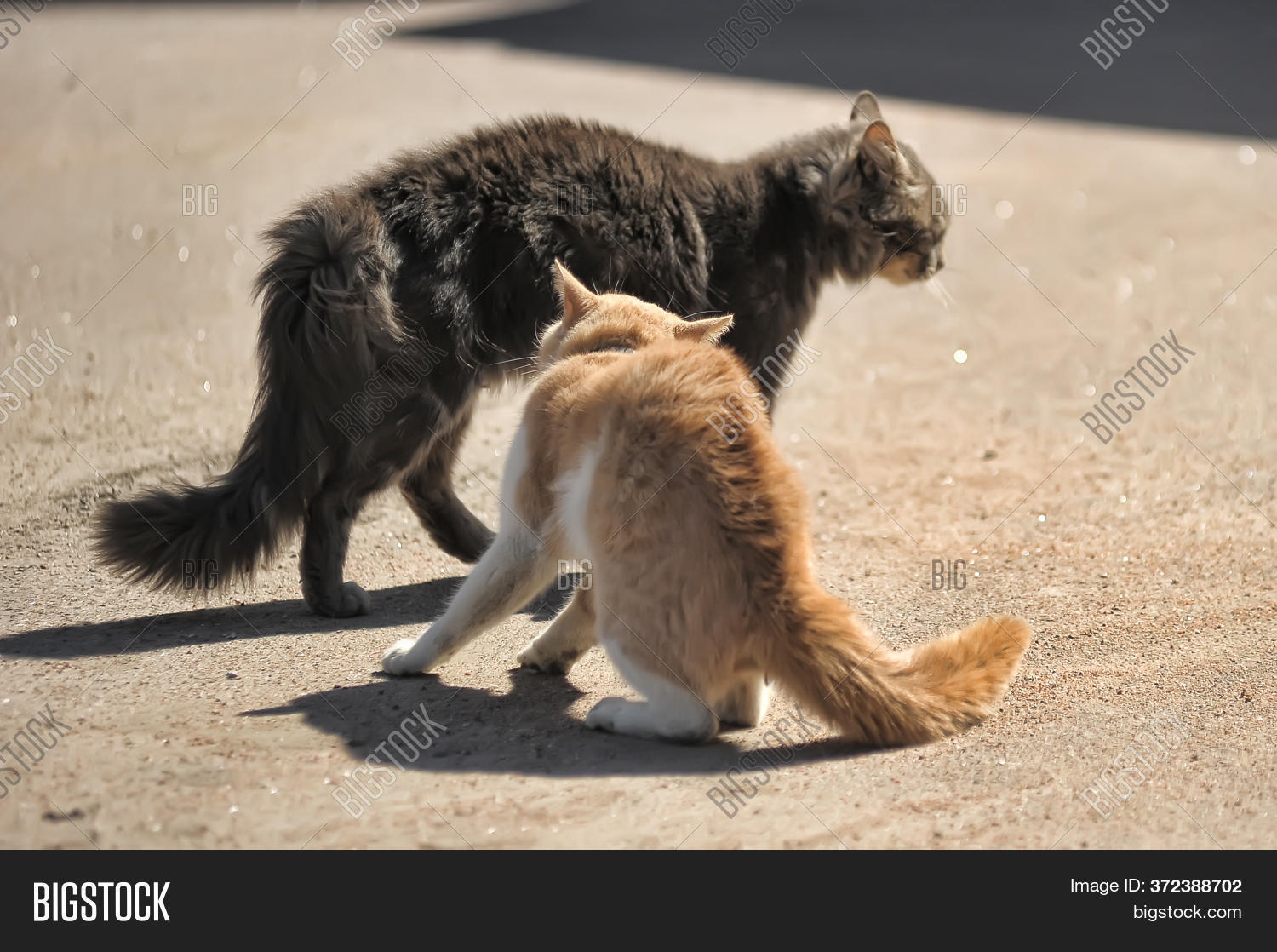 Two Cats Fighting On Image & Photo (Free Trial) | Bigstock