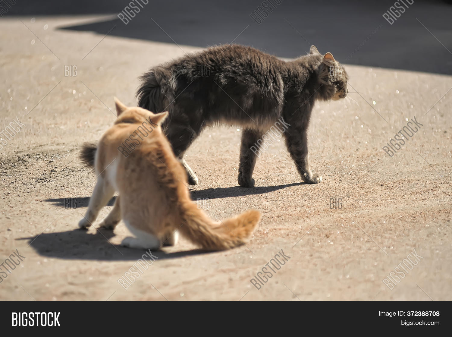 Two Cats Fighting On Image & Photo (Free Trial) | Bigstock