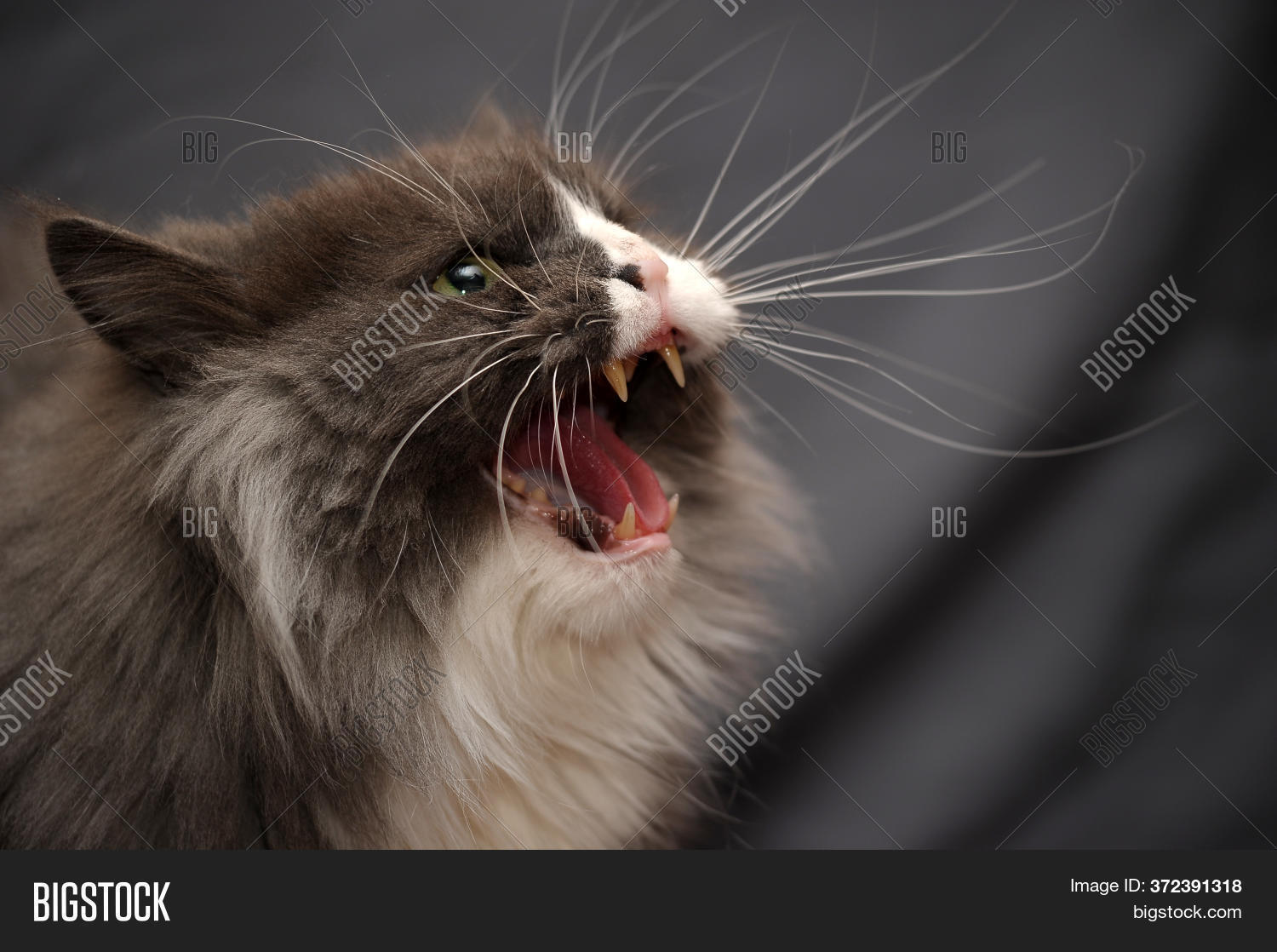 Cat Hisses, Gapes, Image & Photo (Free Trial) | Bigstock