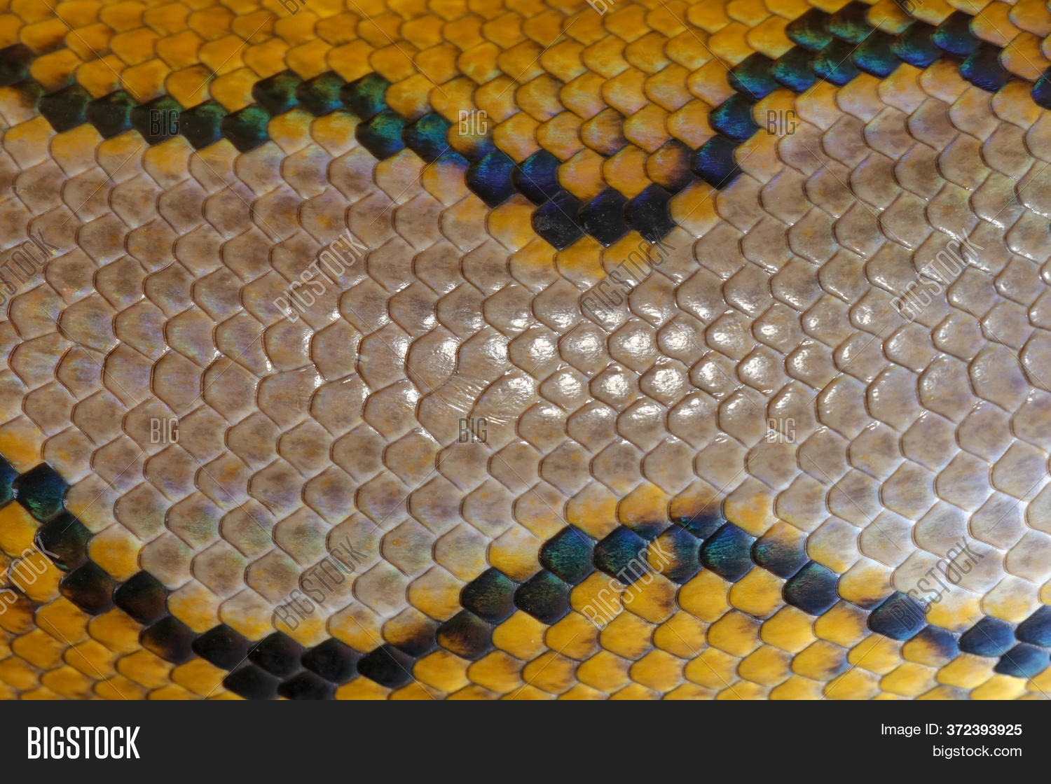 Close Snake Skin Image & Photo (Free Trial) | Bigstock