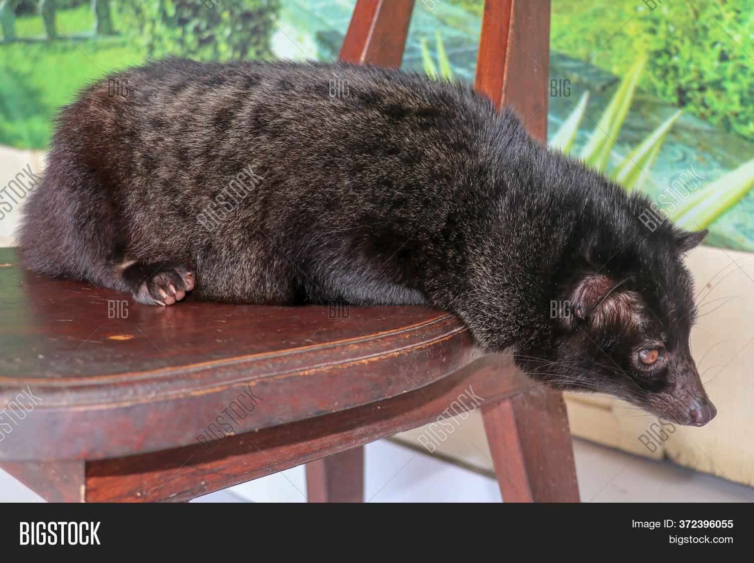 Black Male Asian Palm Image & Photo (Free Trial) | Bigstock