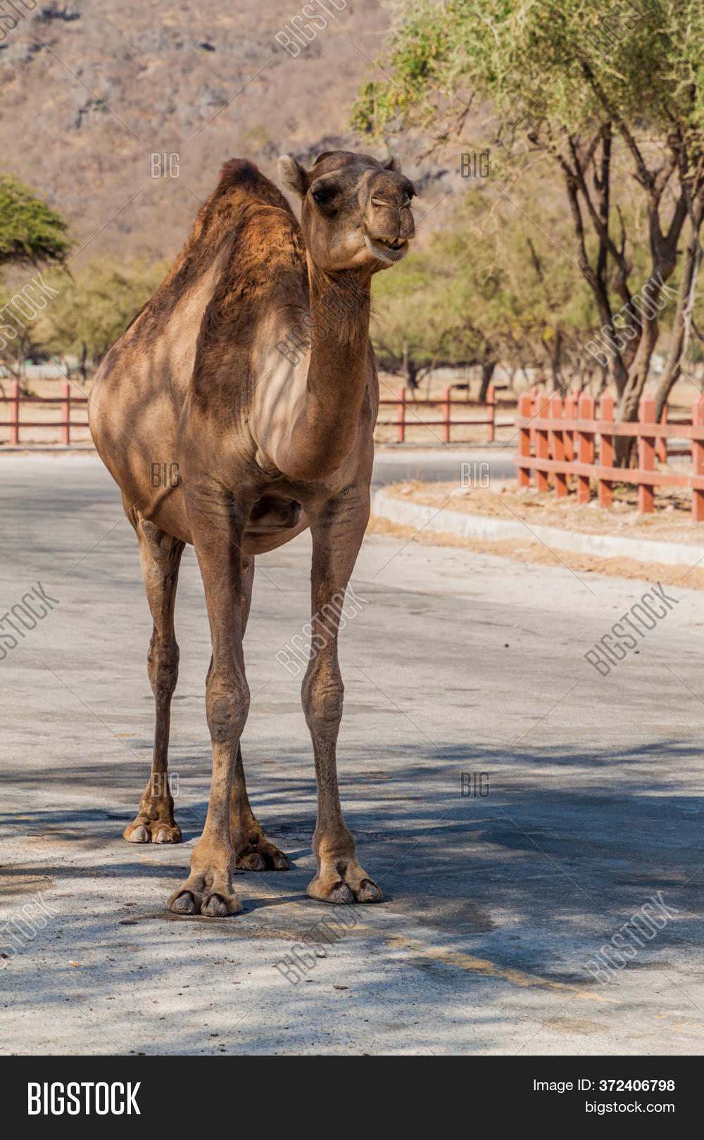 Camel On Road Wadi Image & Photo (Free Trial) | Bigstock