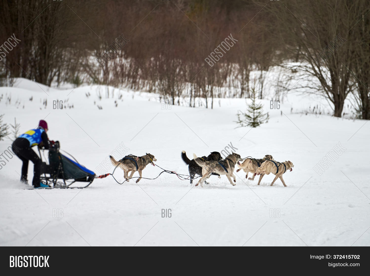 Husky Sled Dog Racing Image & Photo (Free Trial) | Bigstock