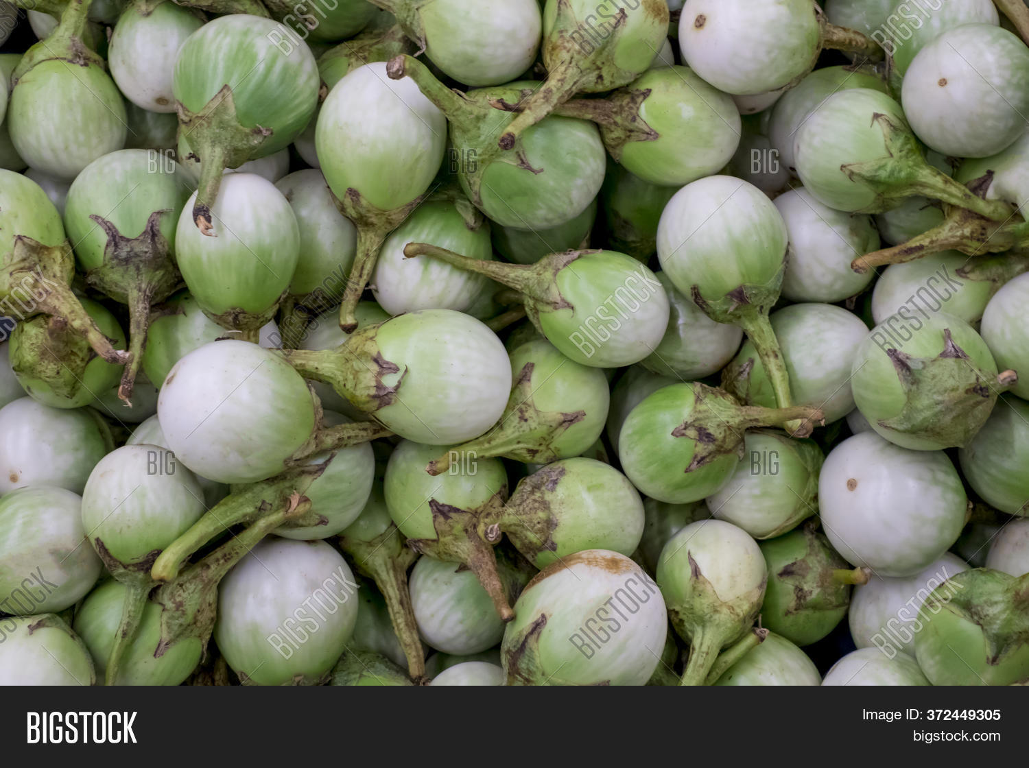 Solanum Virginianum Image & Photo (Free Trial) | Bigstock