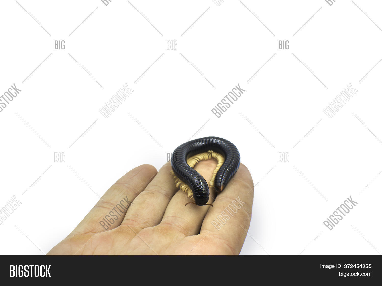 Black Millipede Julida Image & Photo (Free Trial) | Bigstock
