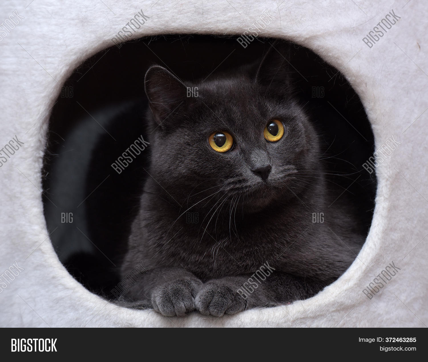 Gray Cat Cat's House Image & Photo (Free Trial) | Bigstock