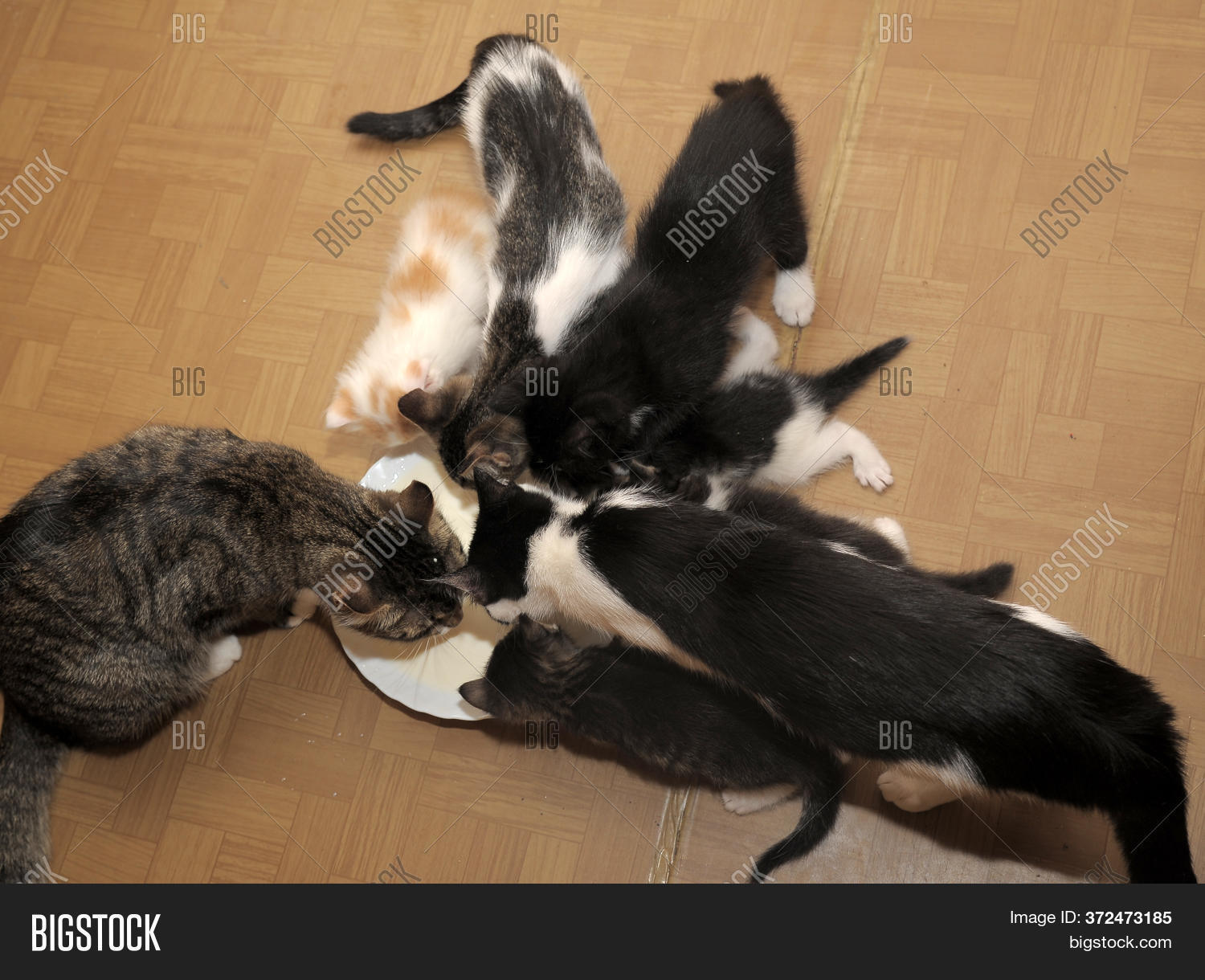 Many Cats Eat Together Image & Photo (Free Trial) | Bigstock