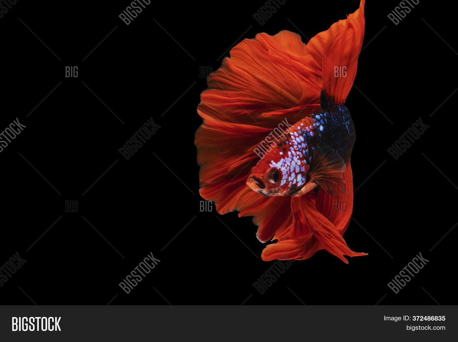 Multicolor Betta Image & Photo (Free Trial) | Bigstock