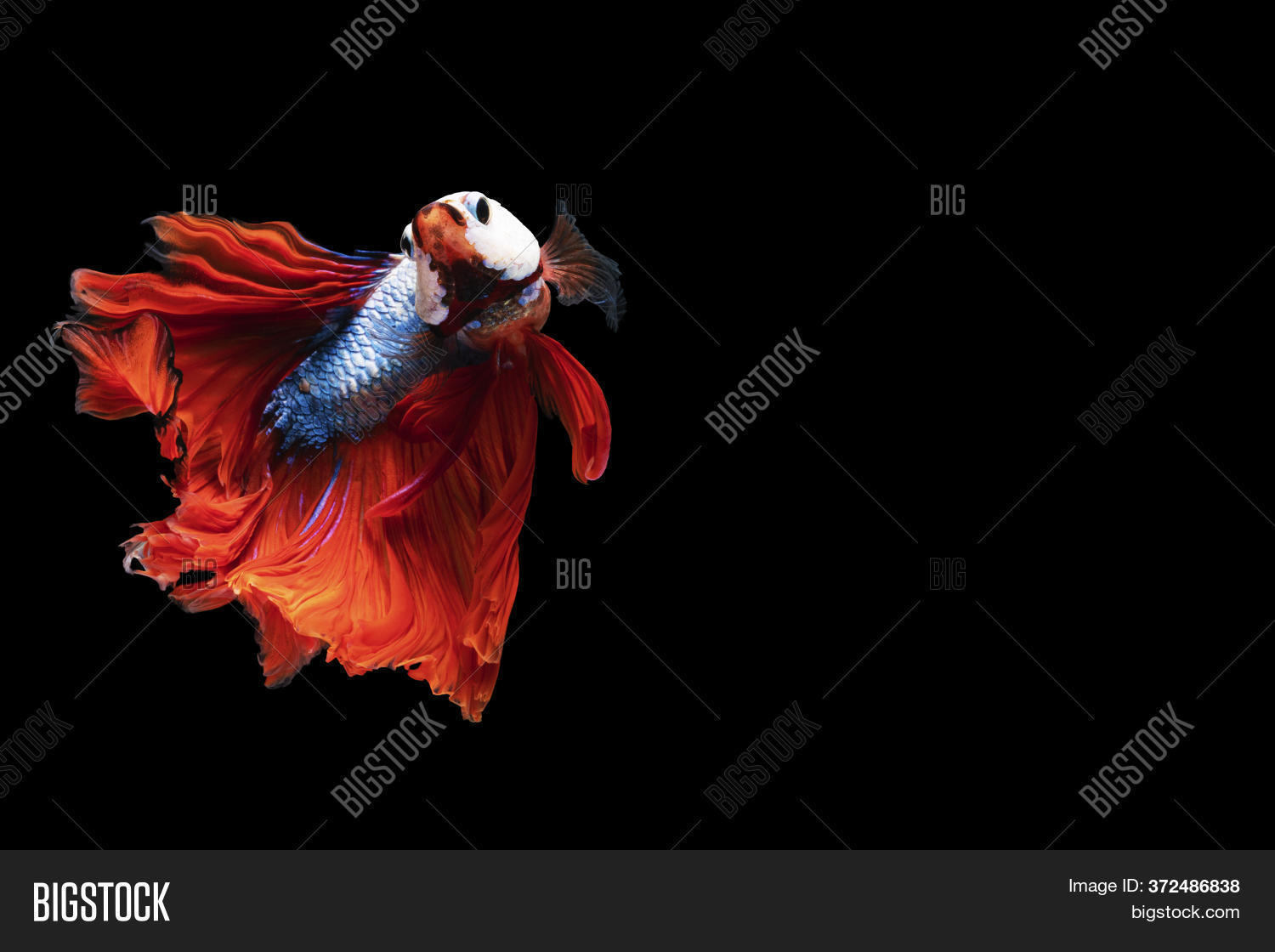 Multicolor Betta Image & Photo (Free Trial) | Bigstock