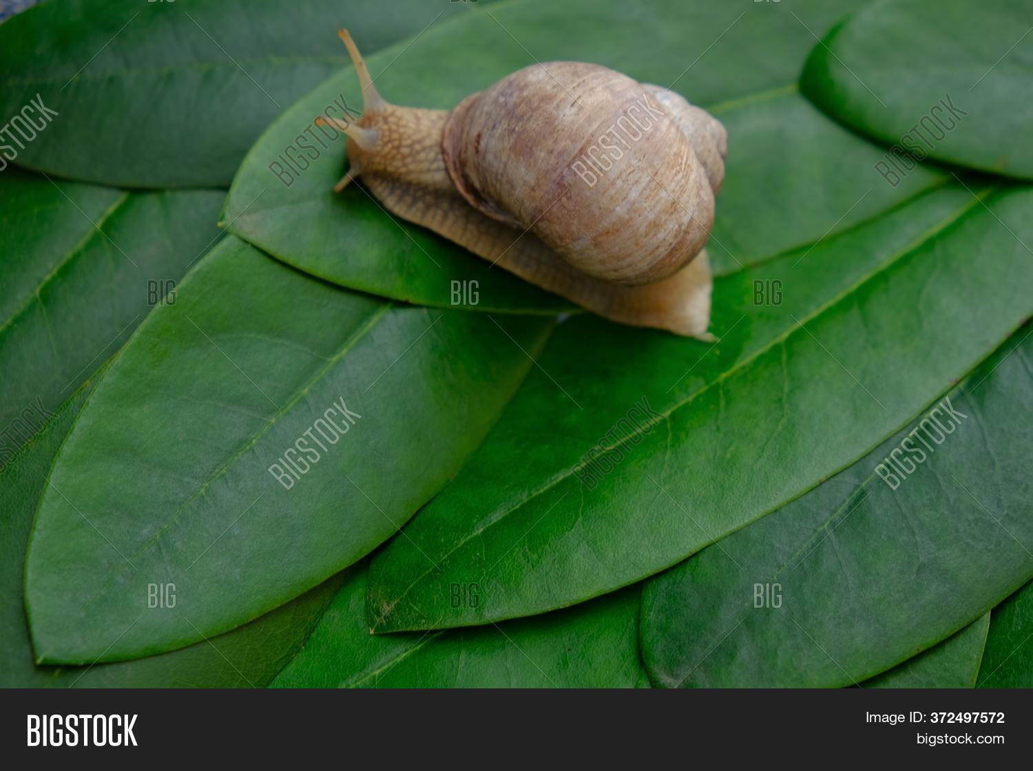 Snail Close- On Green Image & Photo (Free Trial) | Bigstock
