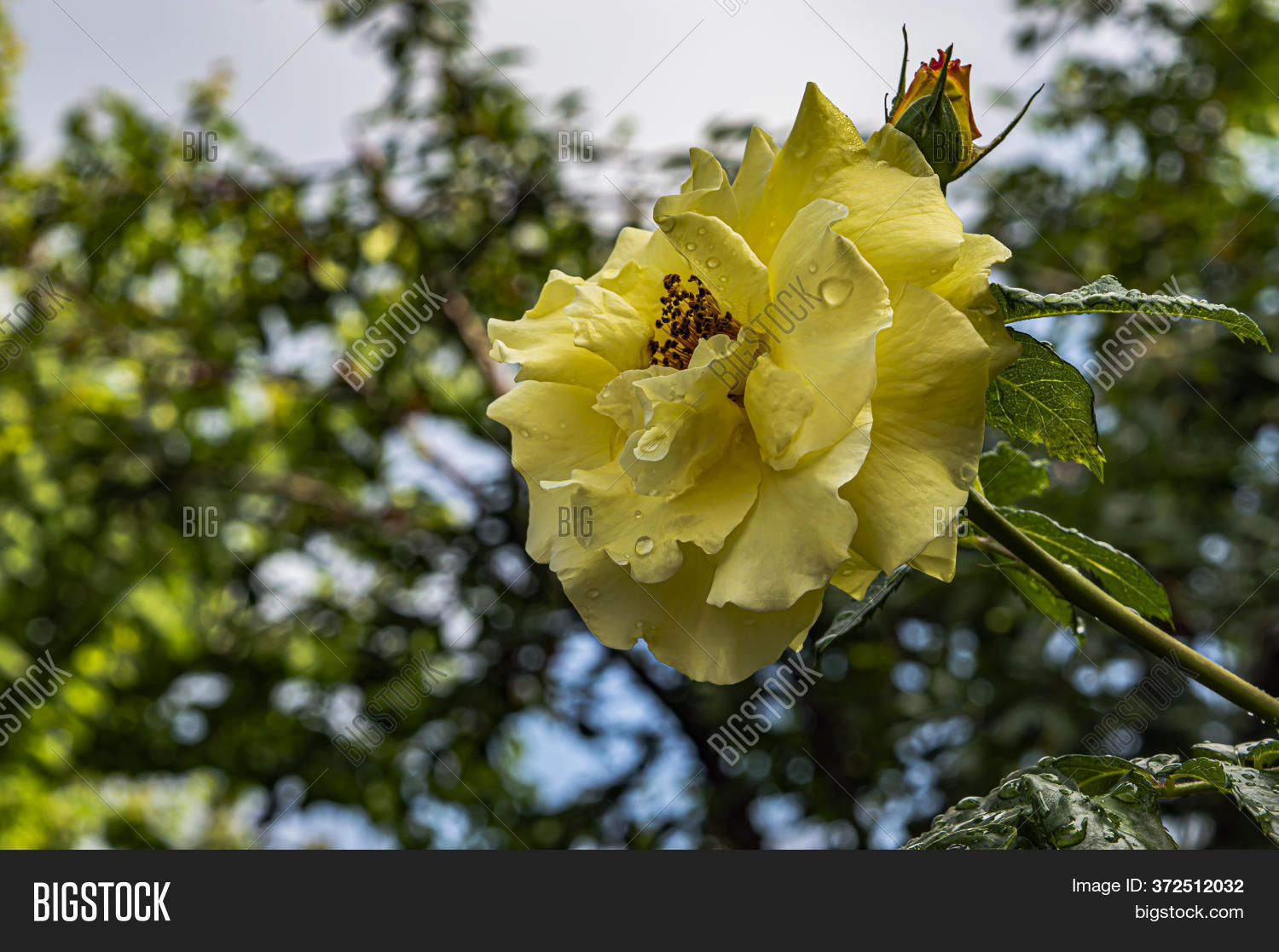 Yellow Rose Garden Image & Photo (Free Trial) | Bigstock