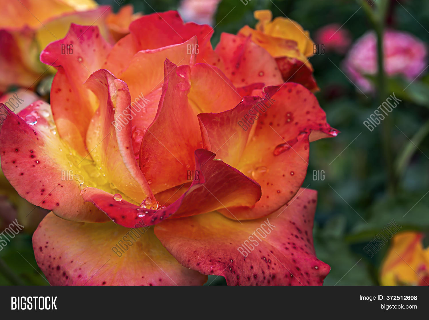 Yellow-orange Roses Image & Photo (Free Trial) | Bigstock