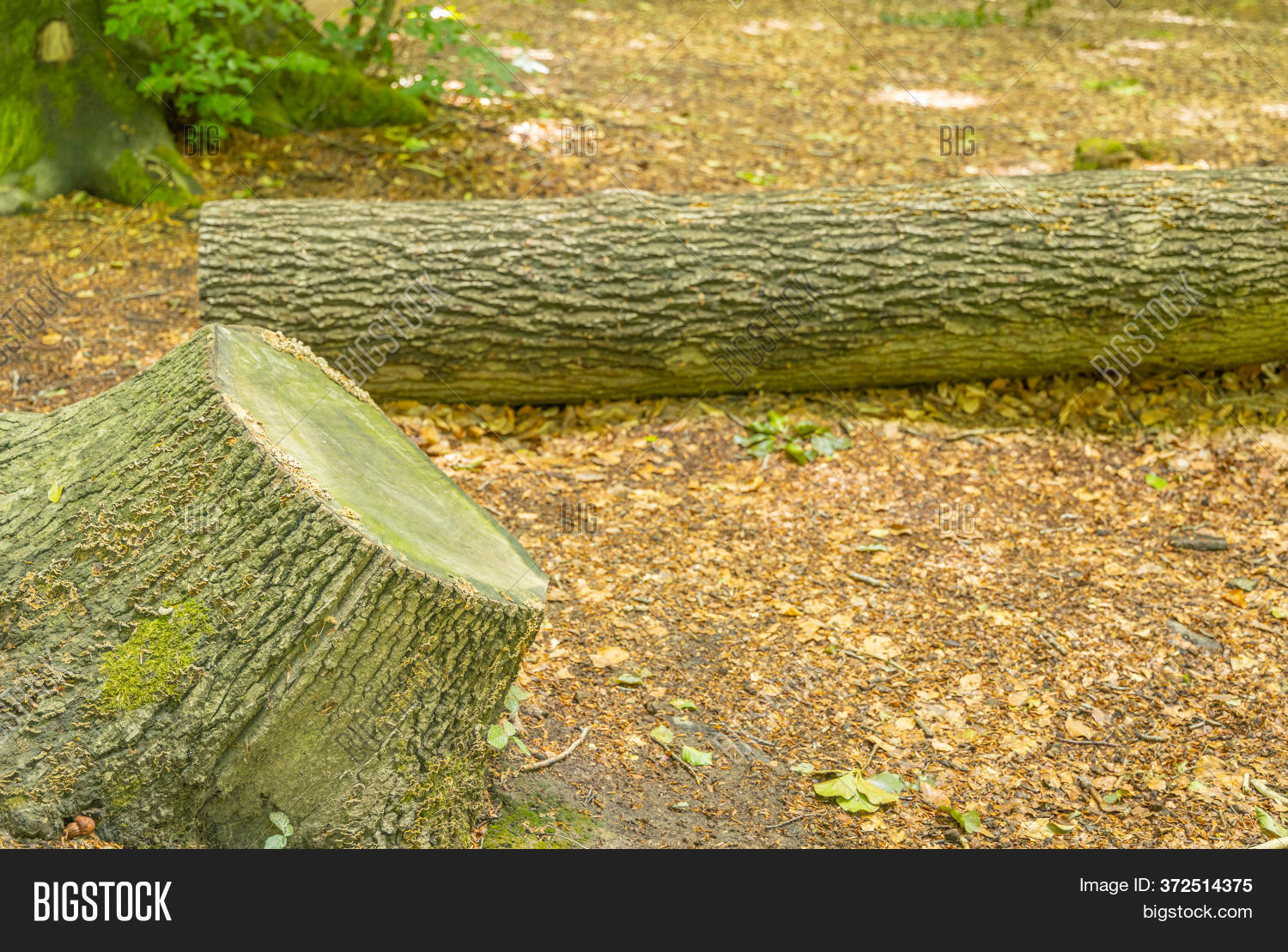 Ancient Forest Western Image & Photo (Free Trial) | Bigstock