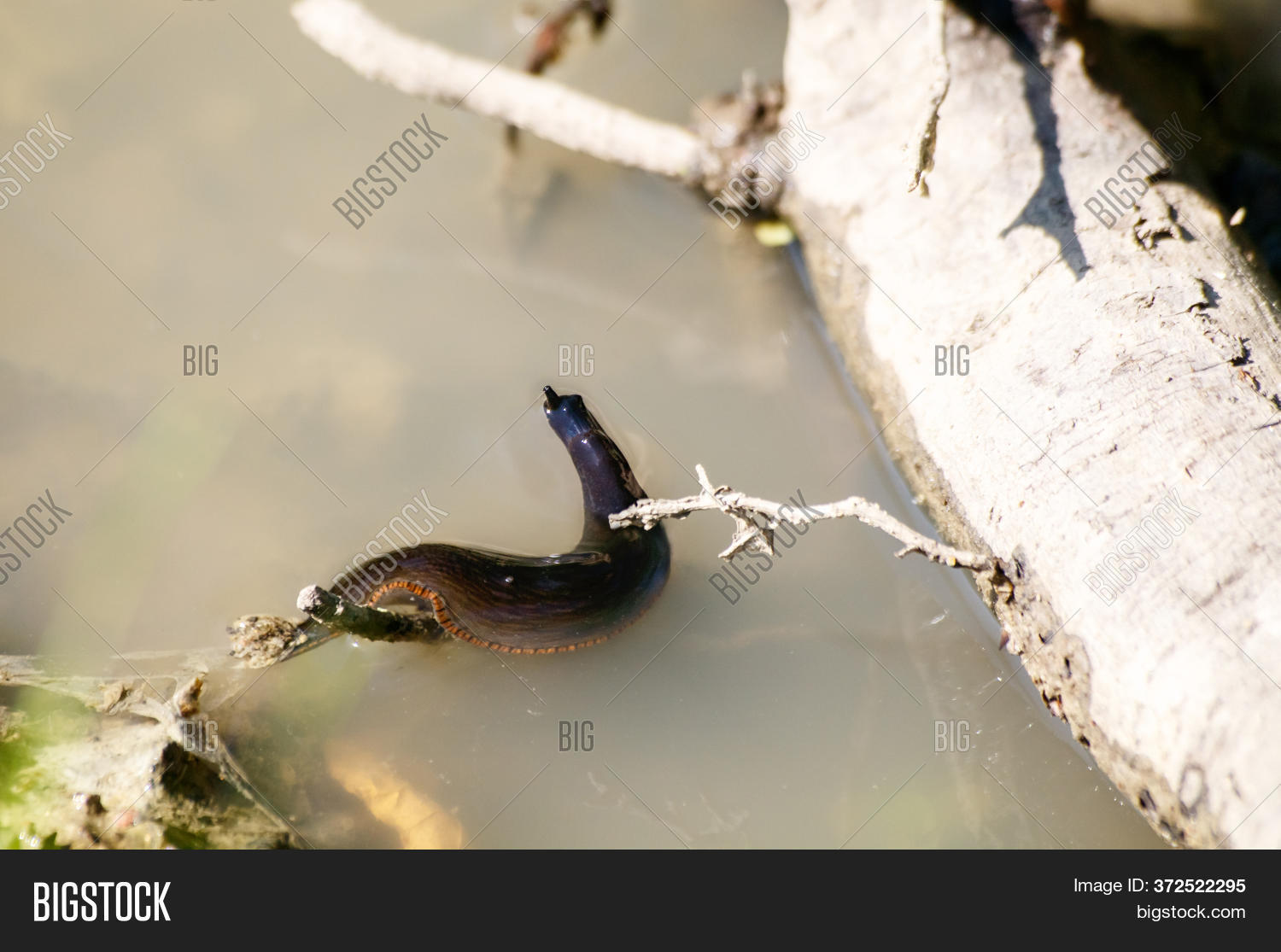 Big Black Leech Swims Image & Photo (Free Trial) | Bigstock