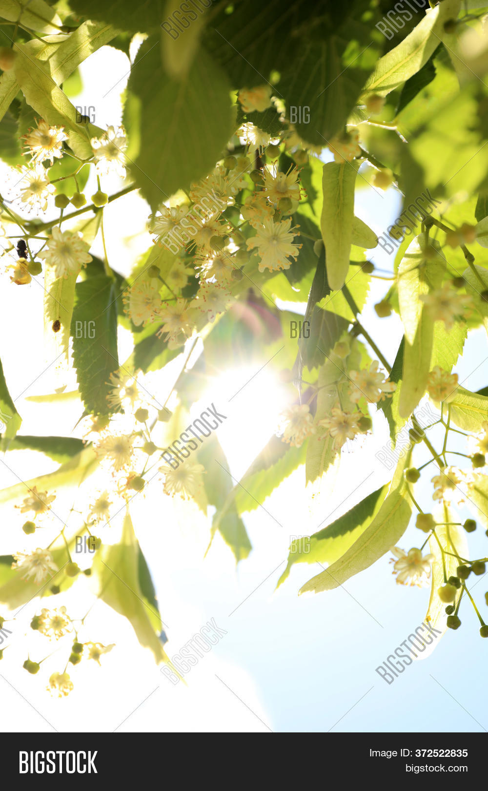 Green Linden Tree Image & Photo (Free Trial) | Bigstock