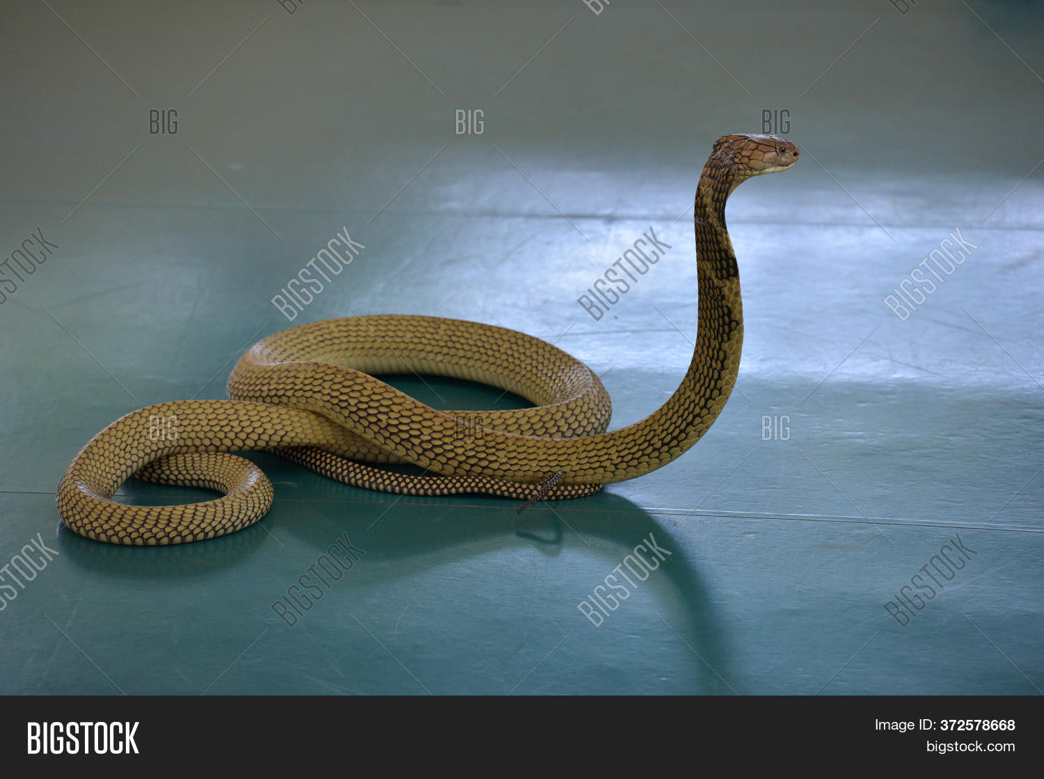 Cobra Snake Side View