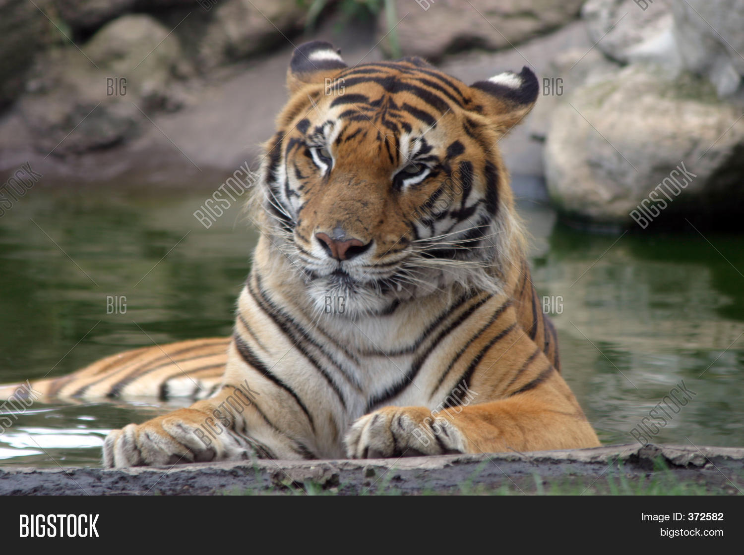 Cooling Tiger Image & Photo (Free Trial) | Bigstock