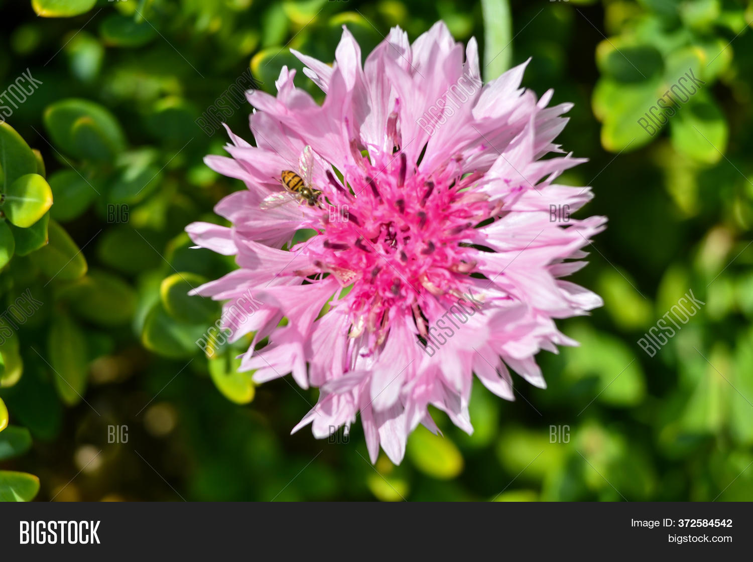 Pink Bachelor's Button Image & Photo (Free Trial) | Bigstock