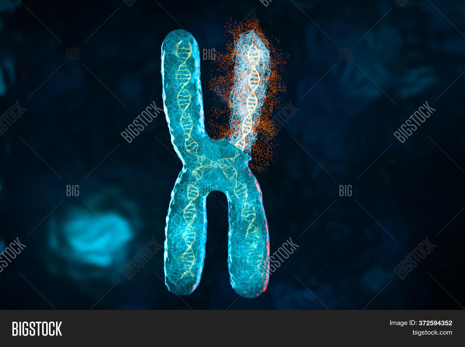 Mutation Chromosome Image & Photo (Free Trial) | Bigstock