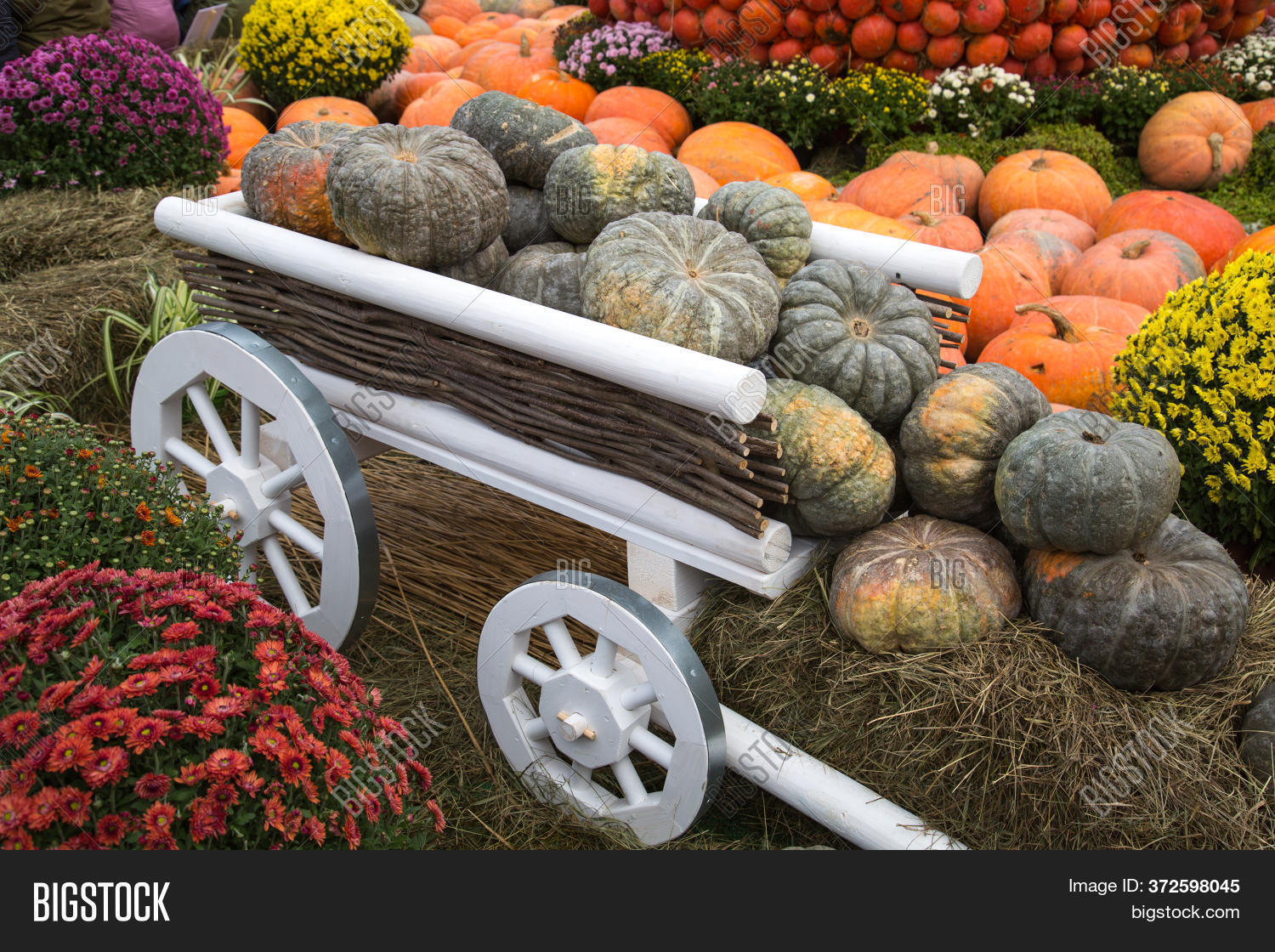 Pumpkin Varieties Toad Image & Photo (Free Trial) | Bigstock
