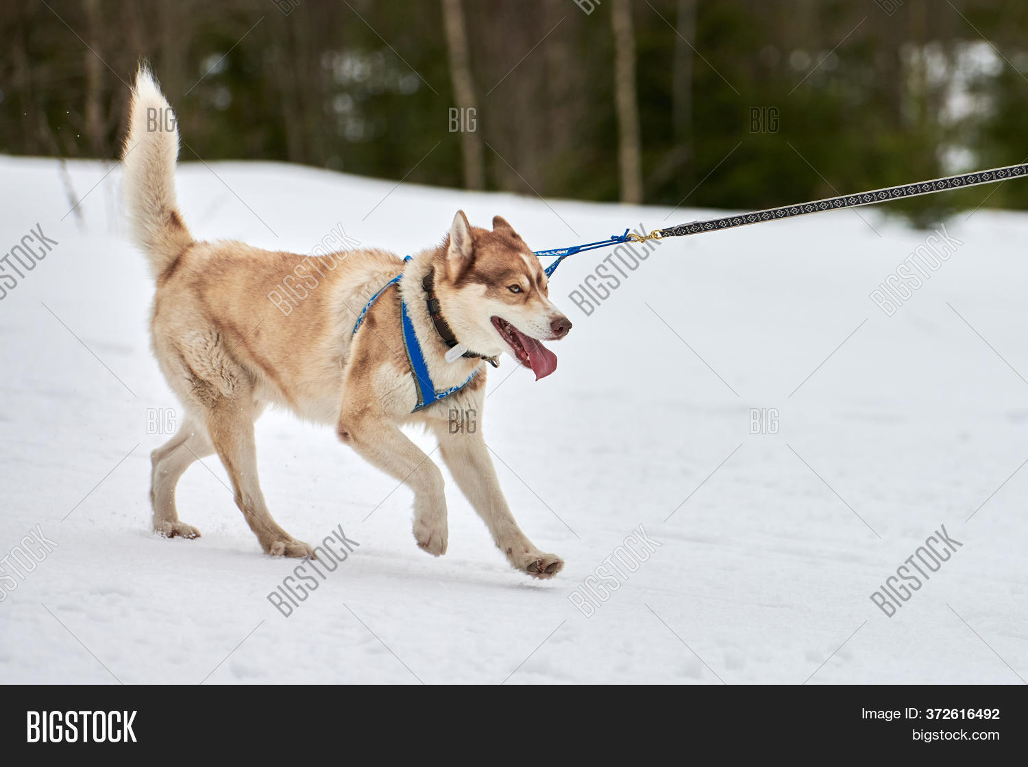 Running Husky Dog On Image & Photo (Free Trial) | Bigstock