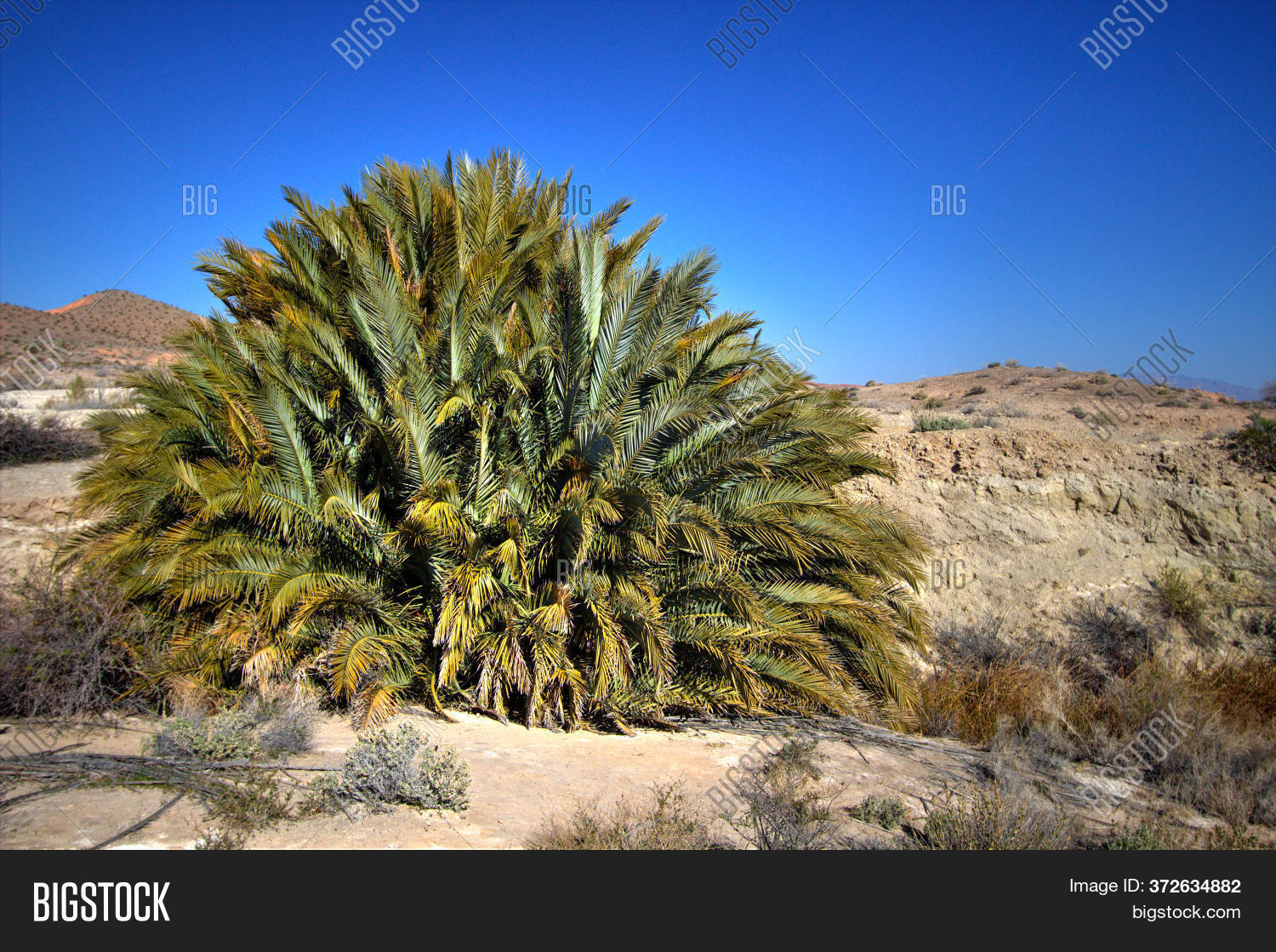 Sago Palm. Large Sago Image & Photo (Free Trial) | Bigstock