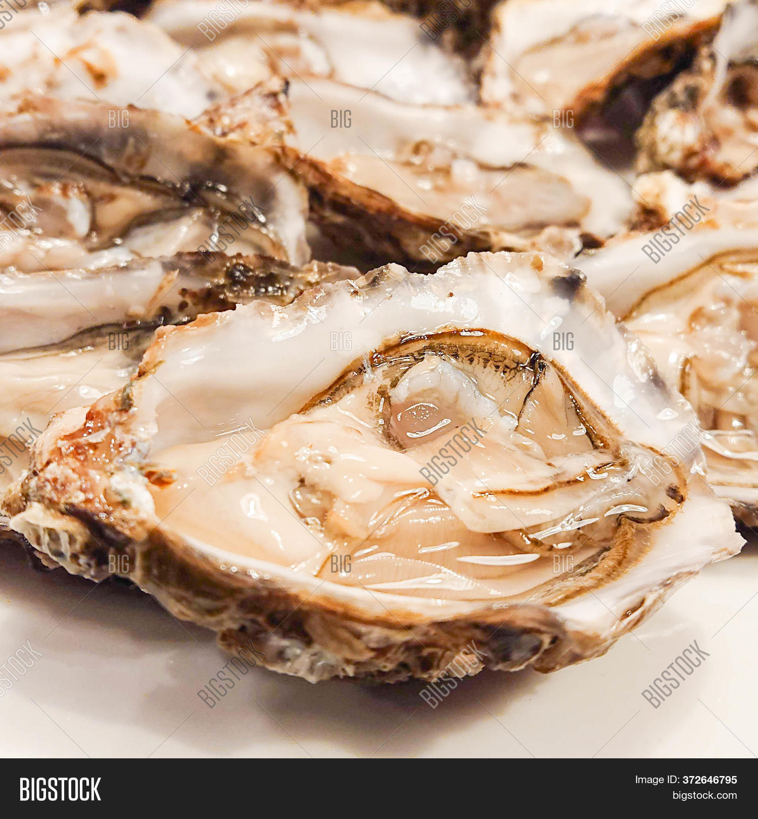 Fresh Oysters Close- Image & Photo (Free Trial) | Bigstock