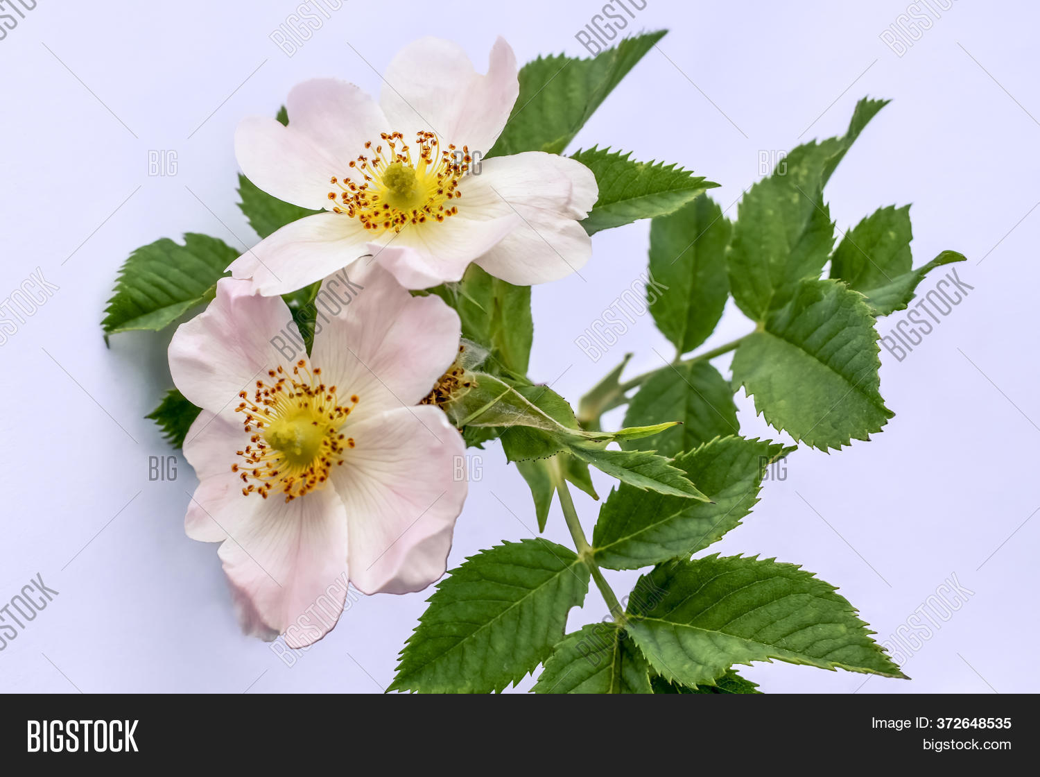 Rosehip Twig Two Pale Image & Photo (Free Trial) | Bigstock