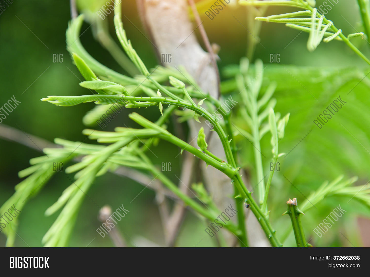 Acacia Pennata Willd Image & Photo (Free Trial) | Bigstock