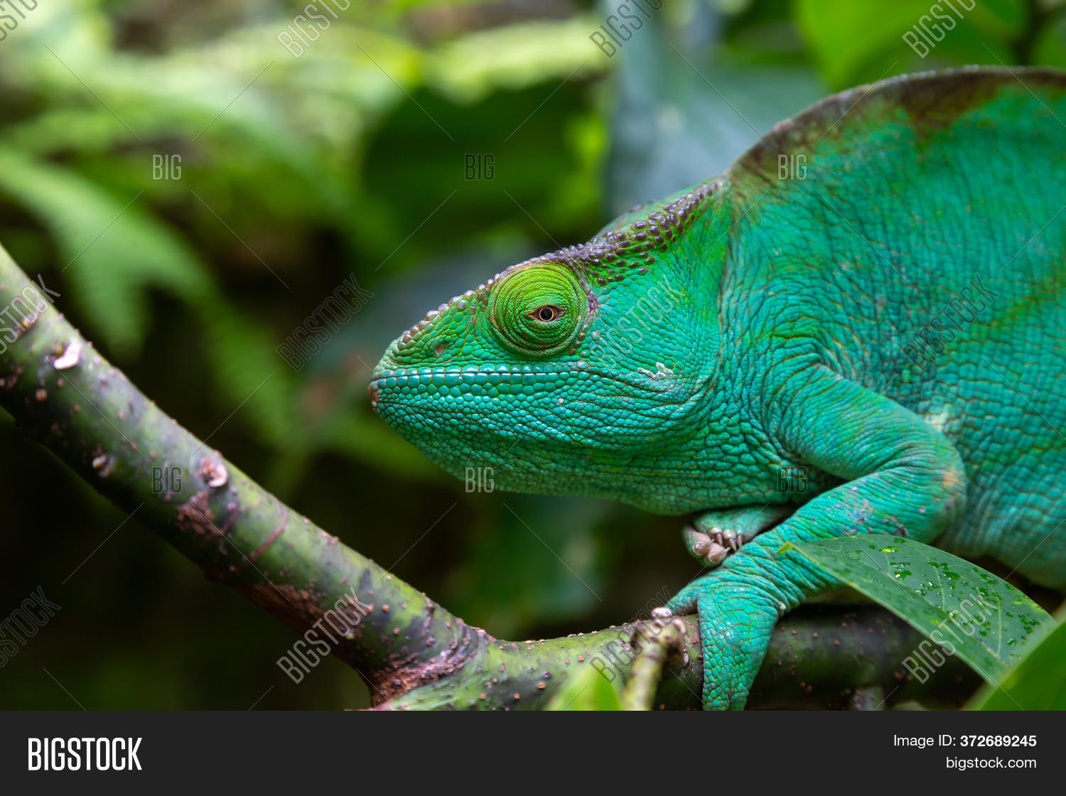 One Green Chameleon On Image & Photo (Free Trial) | Bigstock
