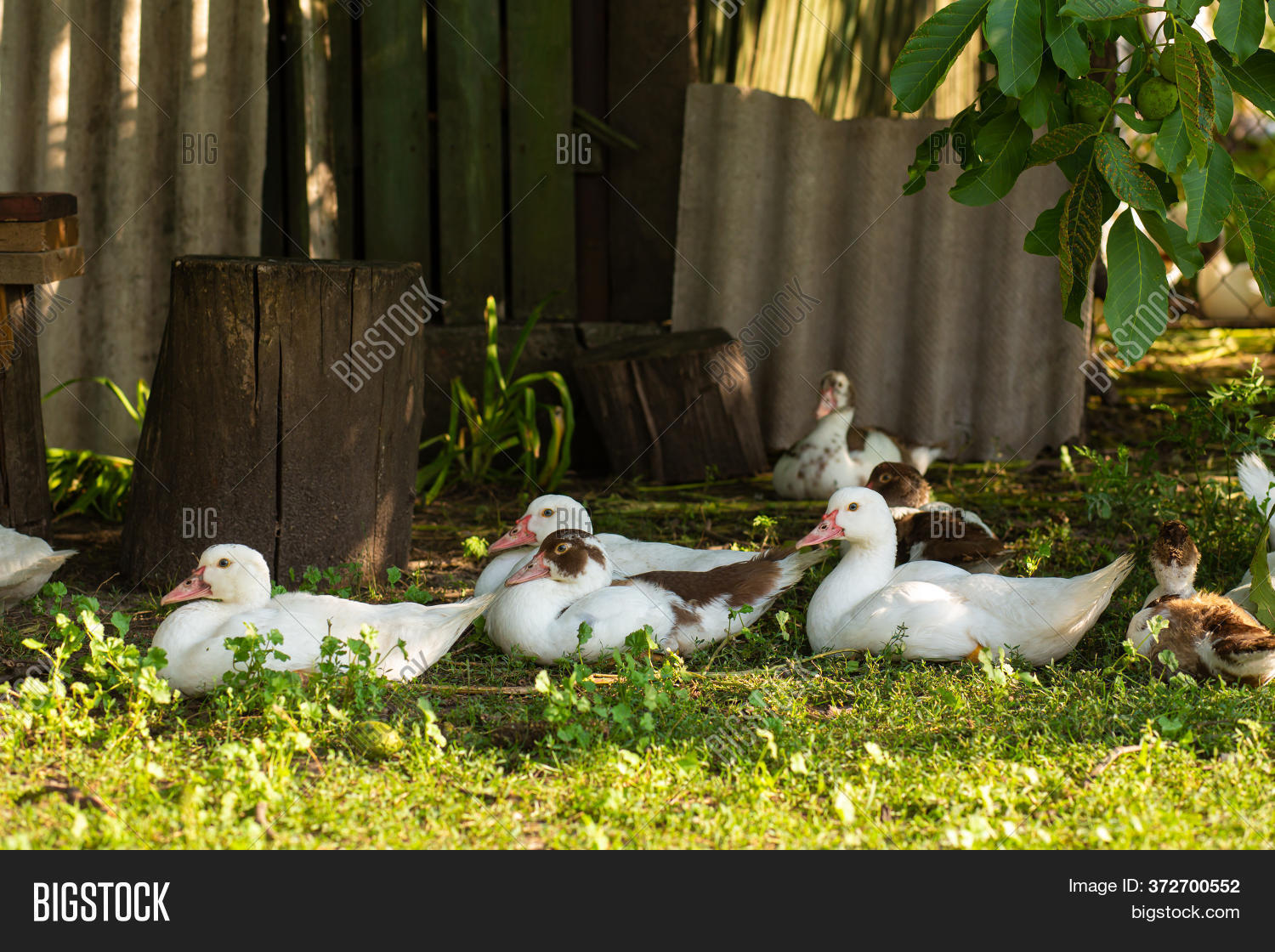 Duck Leads Ducklings Image & Photo (Free Trial) | Bigstock