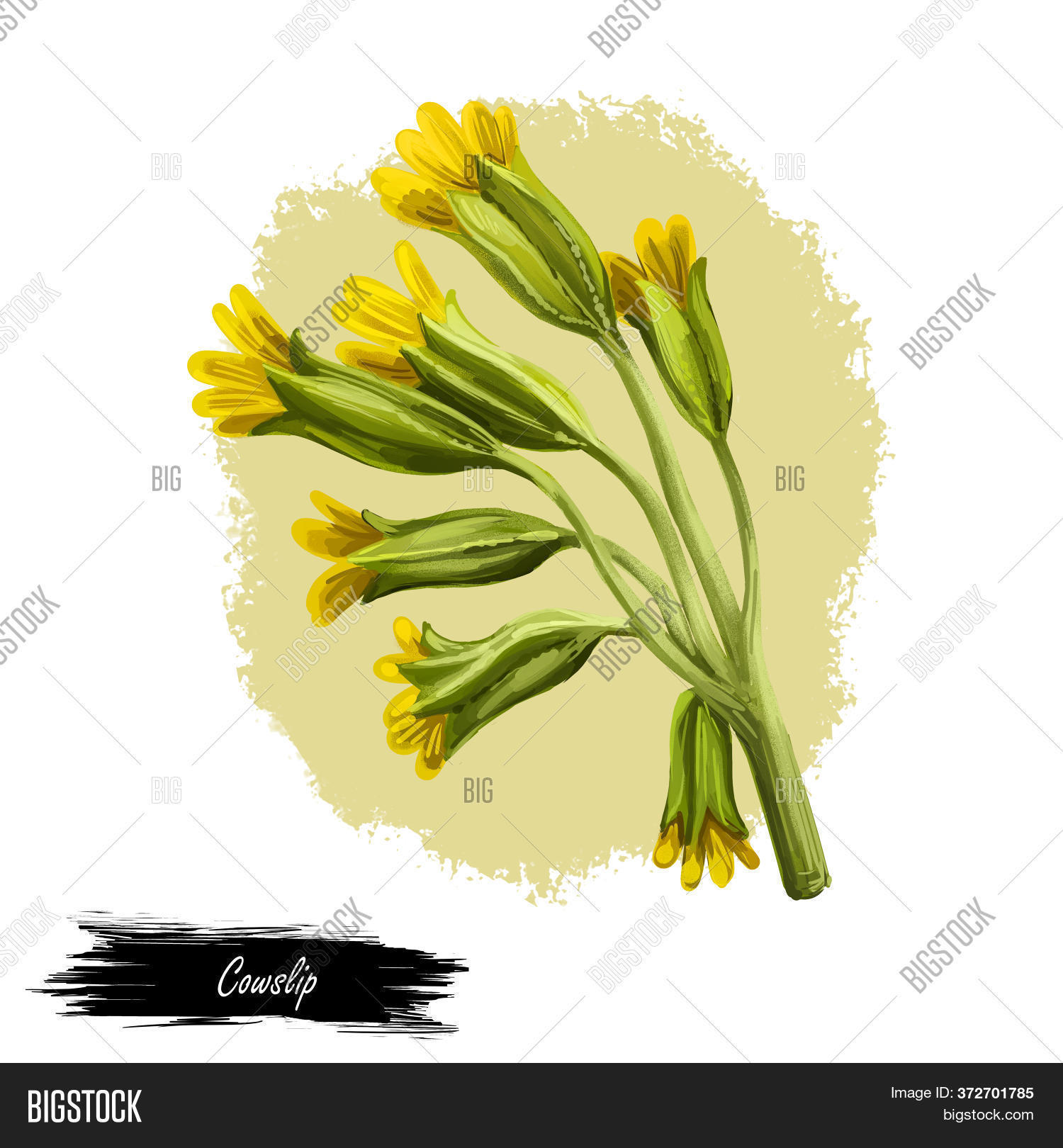 Cowslip Digital Art Image & Photo (Free Trial) | Bigstock