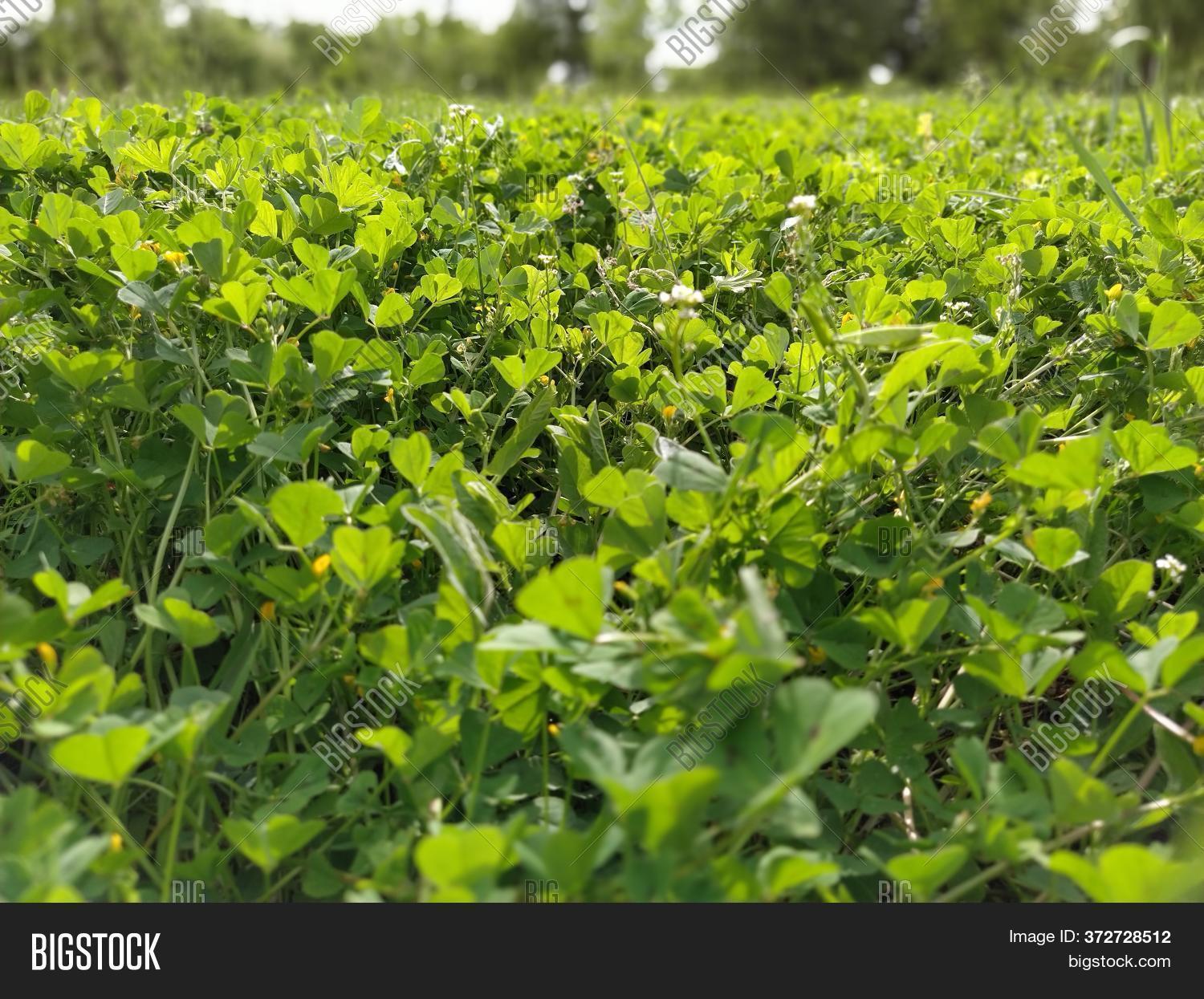 Clover Field. Close- Image & Photo (Free Trial) | Bigstock
