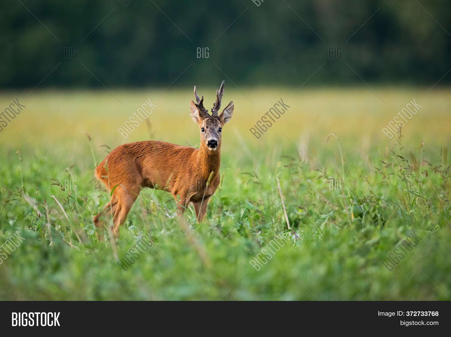 Roe Deer Buck Large Image & Photo (Free Trial) | Bigstock